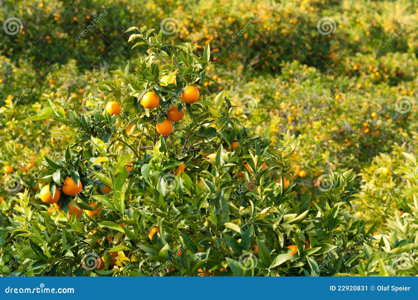 Orange crop stock image. Image of meadow, fruit, juicy - 22920831