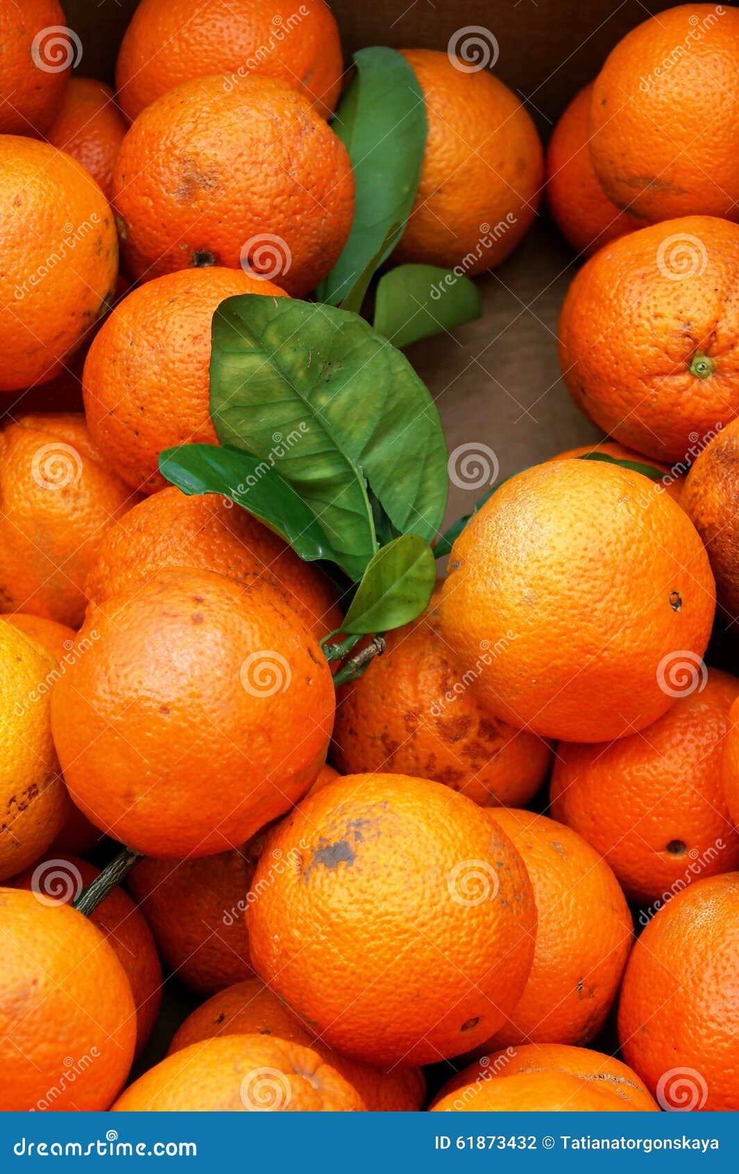 Orange crop stock photo. Image of diet, food, meal, ecological - 61873432