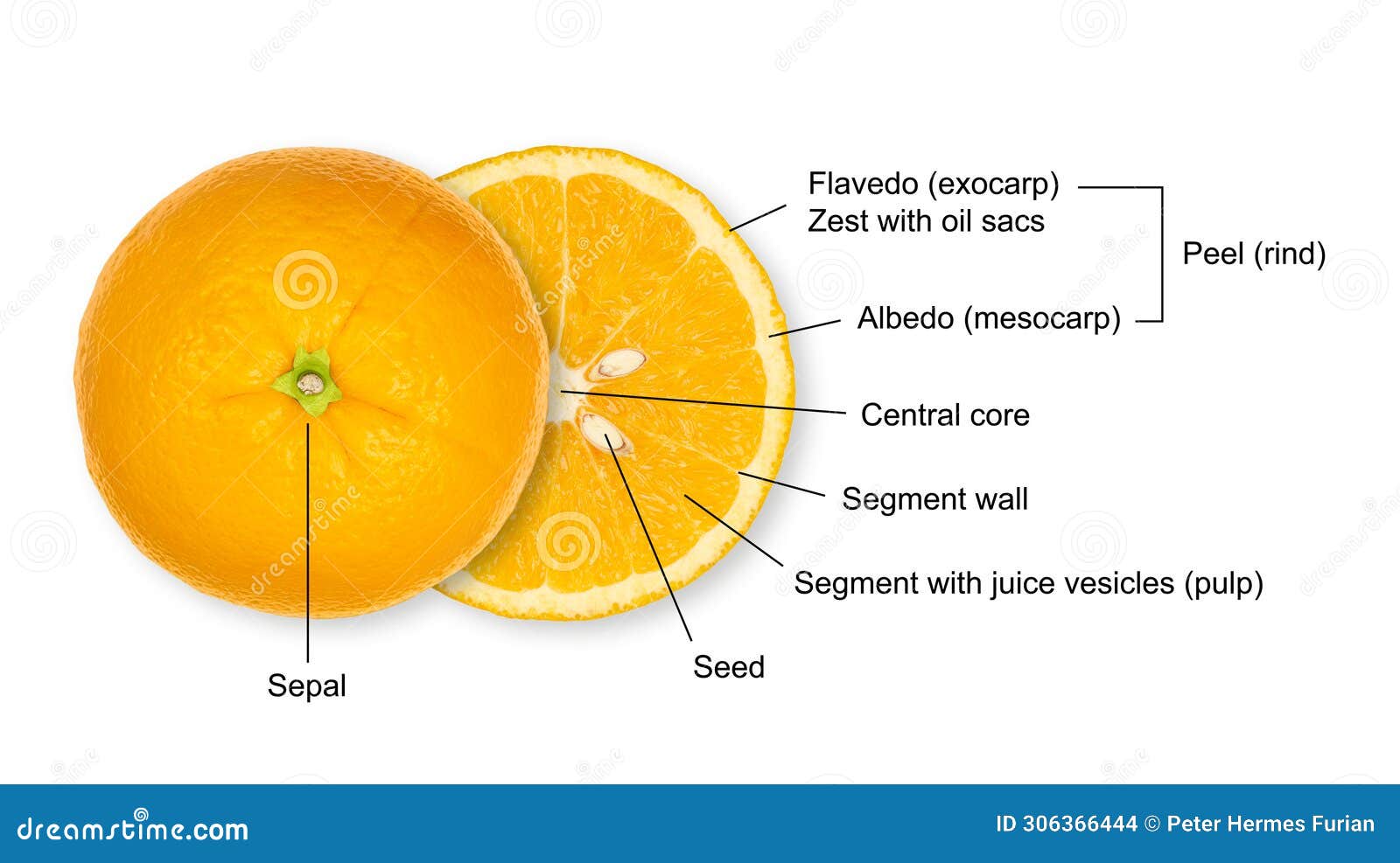 Structure of an Halved Orange, Cross Section of a Citrus Fruit, with ...