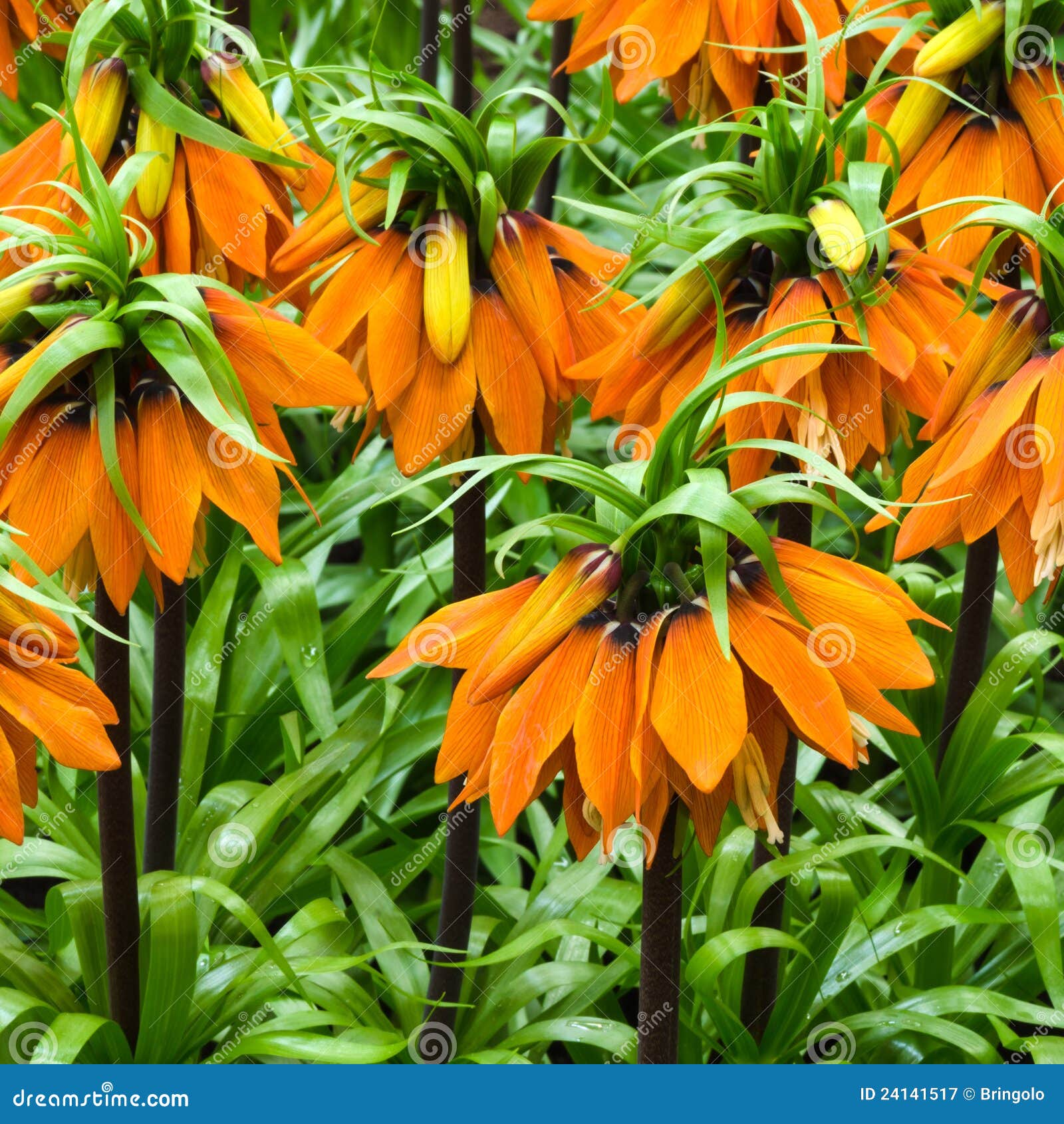 Orange Crown From Balloons Stock Image | CartoonDealer.com #14107951