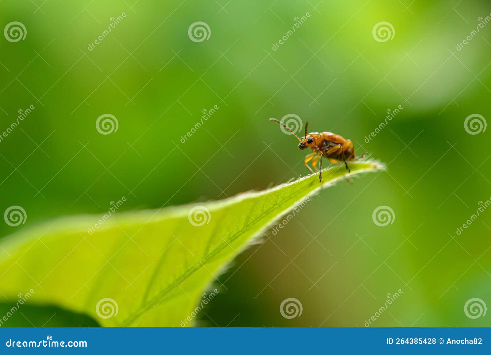 Orange Cucurbit Leaf Beetle, Pumpkin Beentle on Green Leaf Stock Photo ...