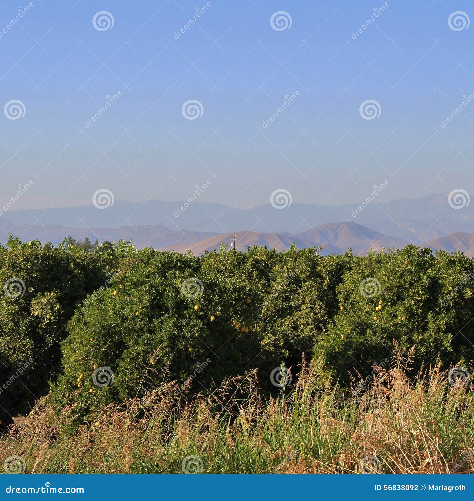 Orange cultivation stock photo. Image of culture, orchard - 56838092