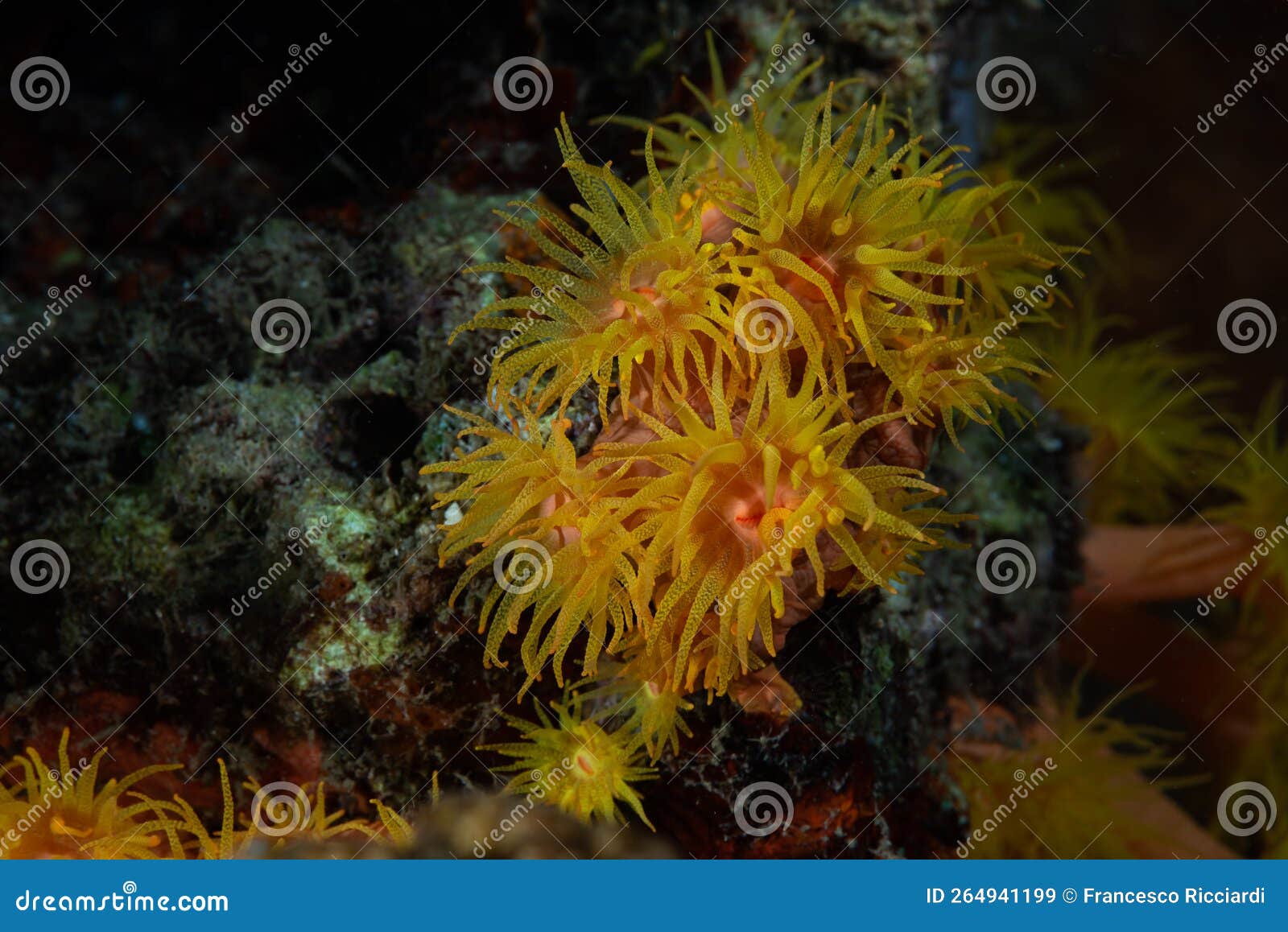 Orange Cup Coral Tubastraea Coccinea Stock Image - Image of corals ...