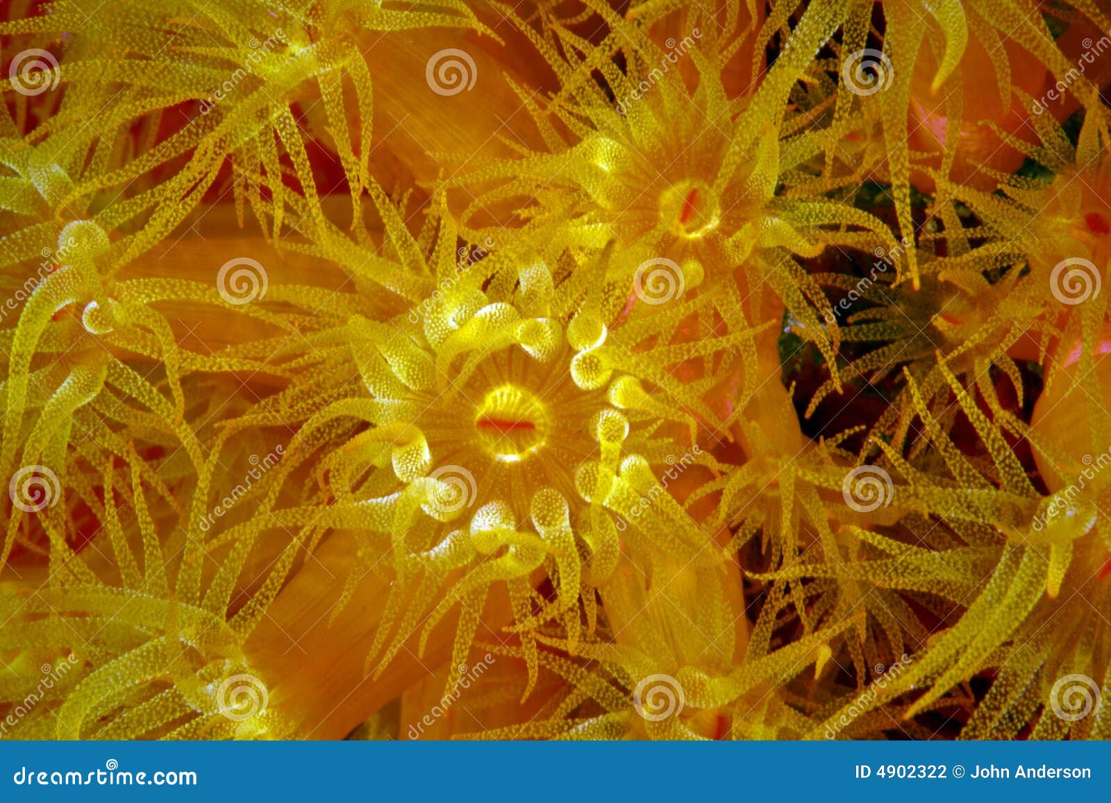 Orange Cup Coral (Tubastraea Coccinea) Stock Photo - Image of scuba ...