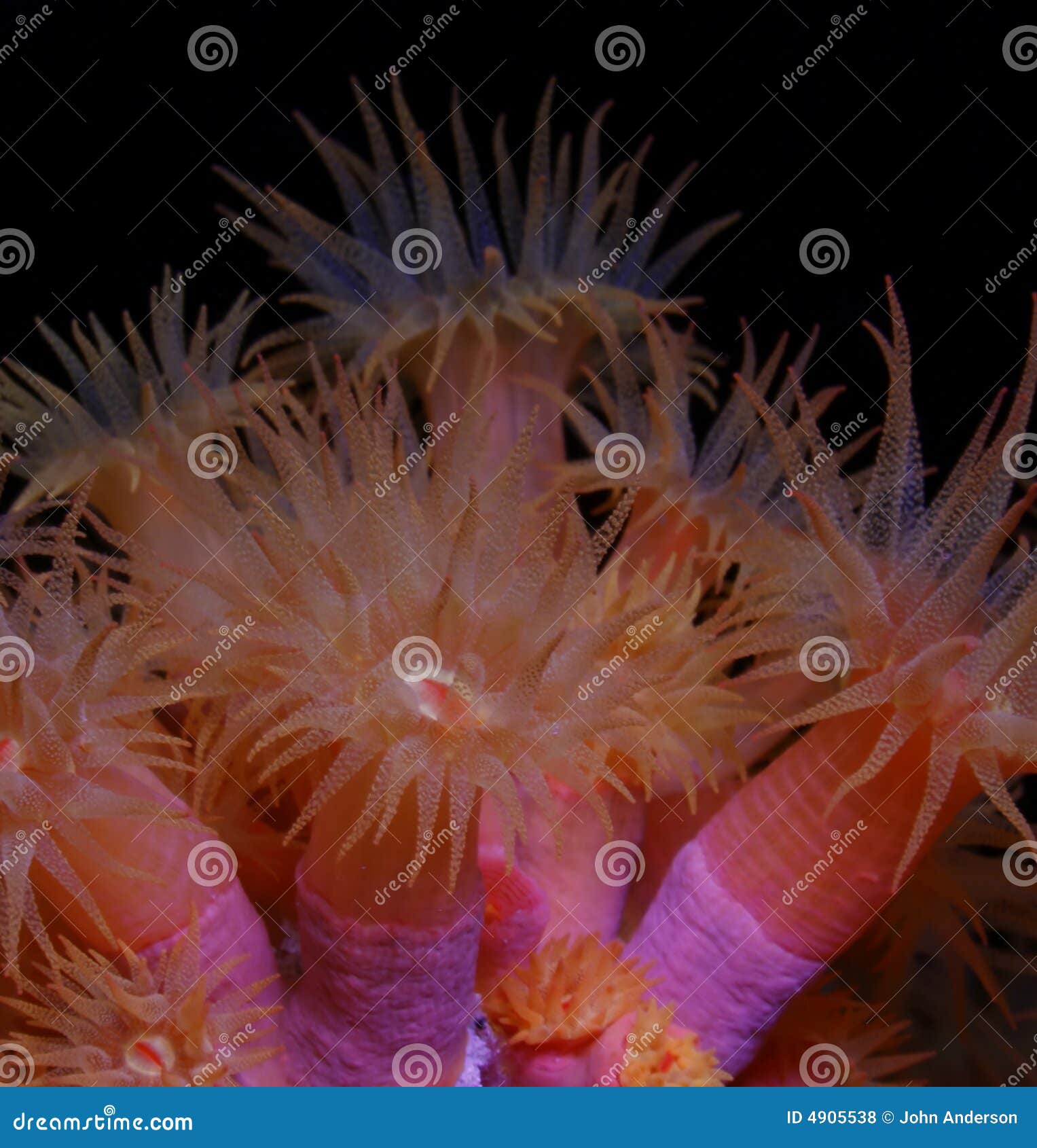 Orange Cup Coral (Tubastraea Coccinea) Stock Photo - Image of reef ...