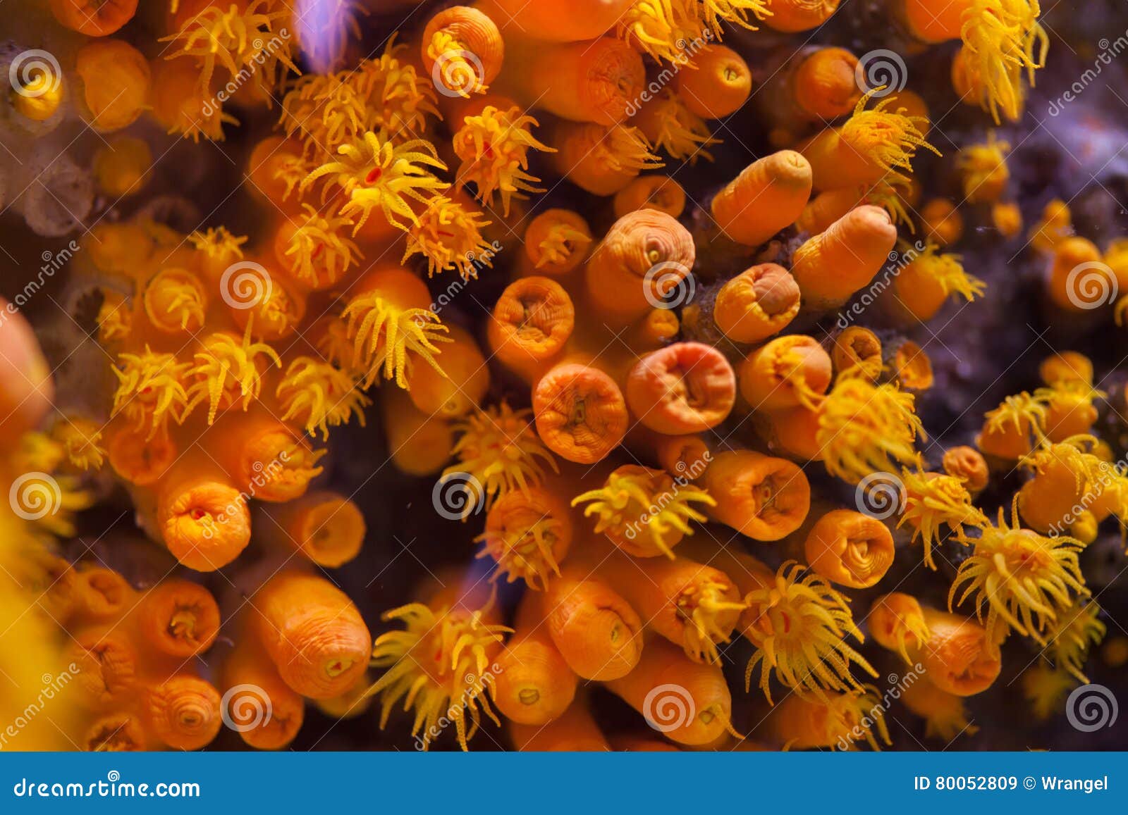 Orange Cup Coral (Tubastraea Coccinea) Stock Image - Image of caribbean ...