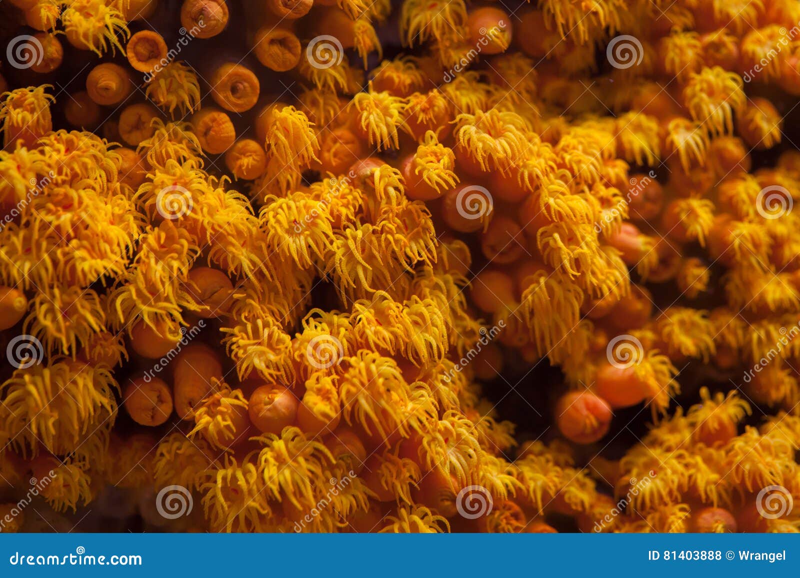 Orange Cup Coral Tubastraea Coccinea Stock Photo - Image of marine ...
