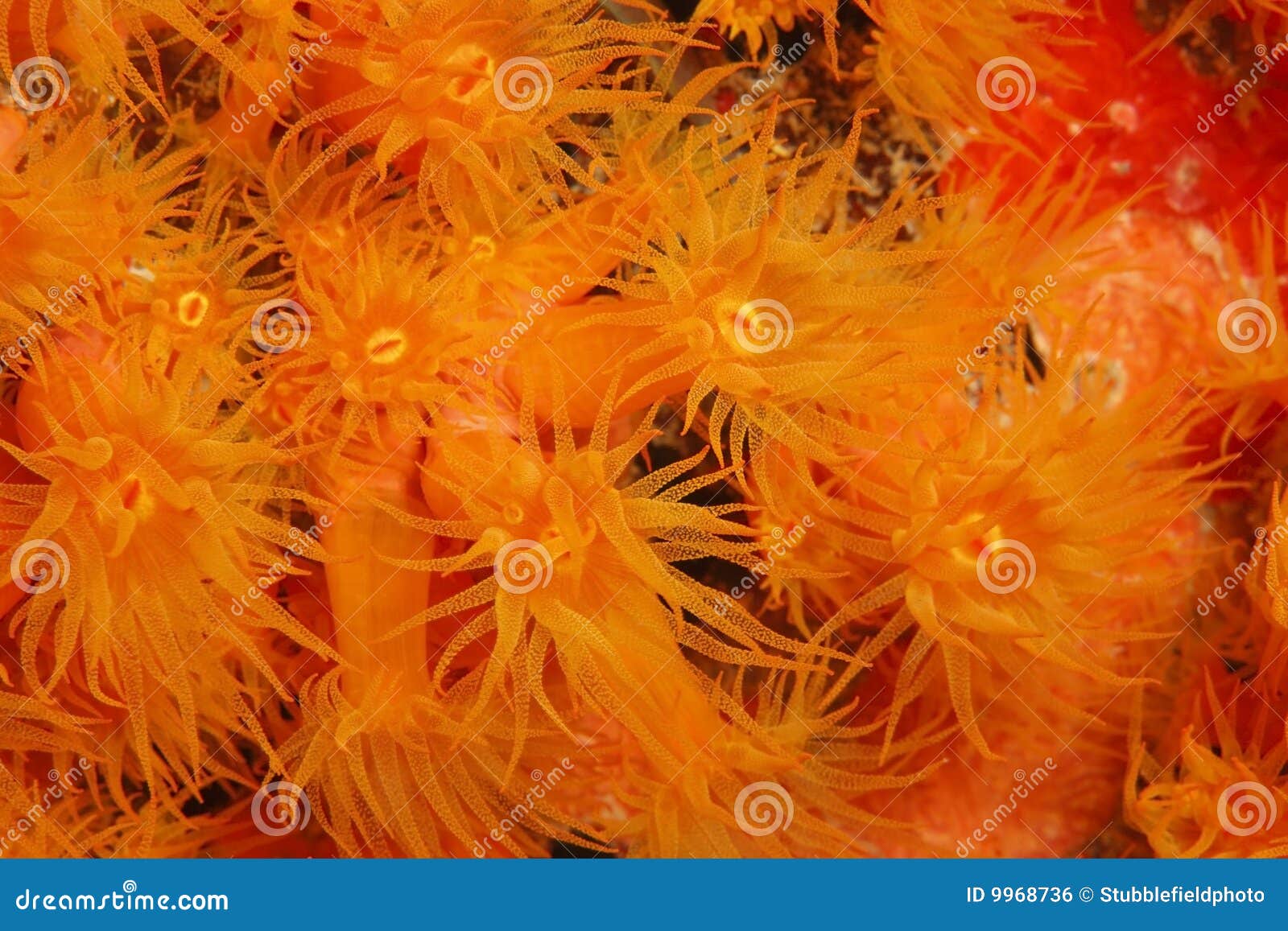 Orange Cup Coral (Tubastraea Coccinea) Stock Photo - Image of ...