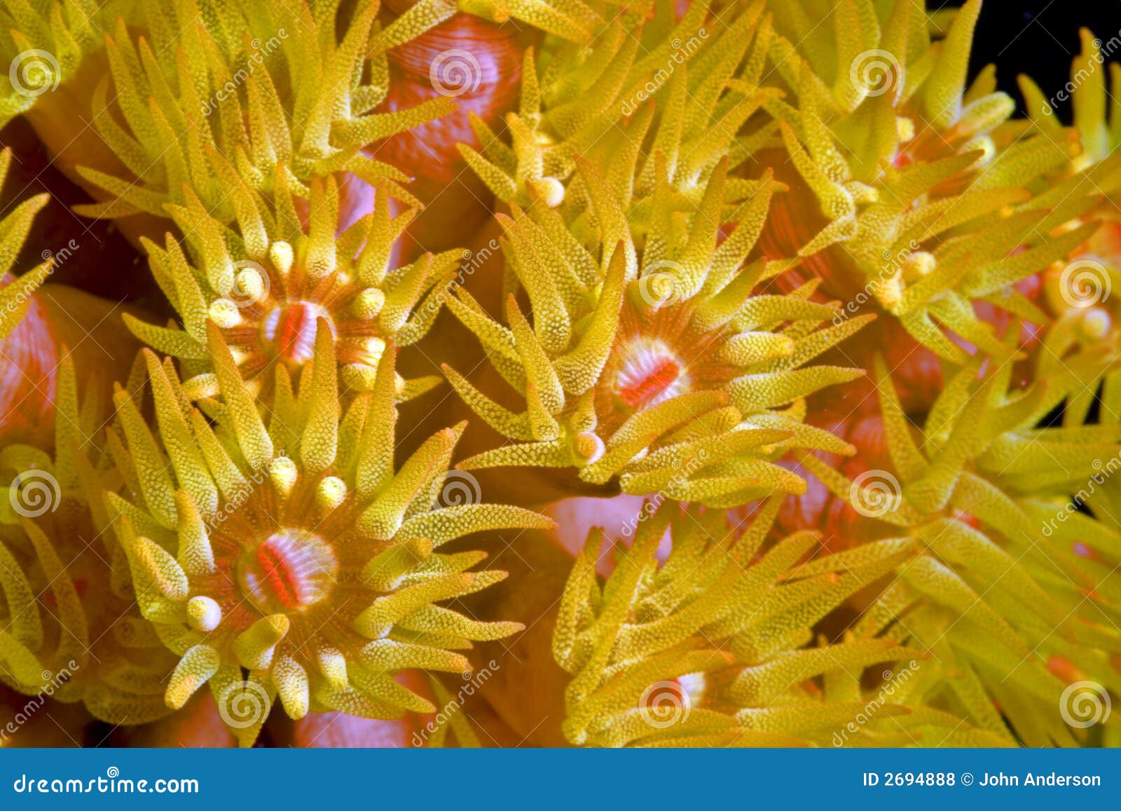 Orange cup corals stock photo. Image of corals, reef, underwater - 2694888