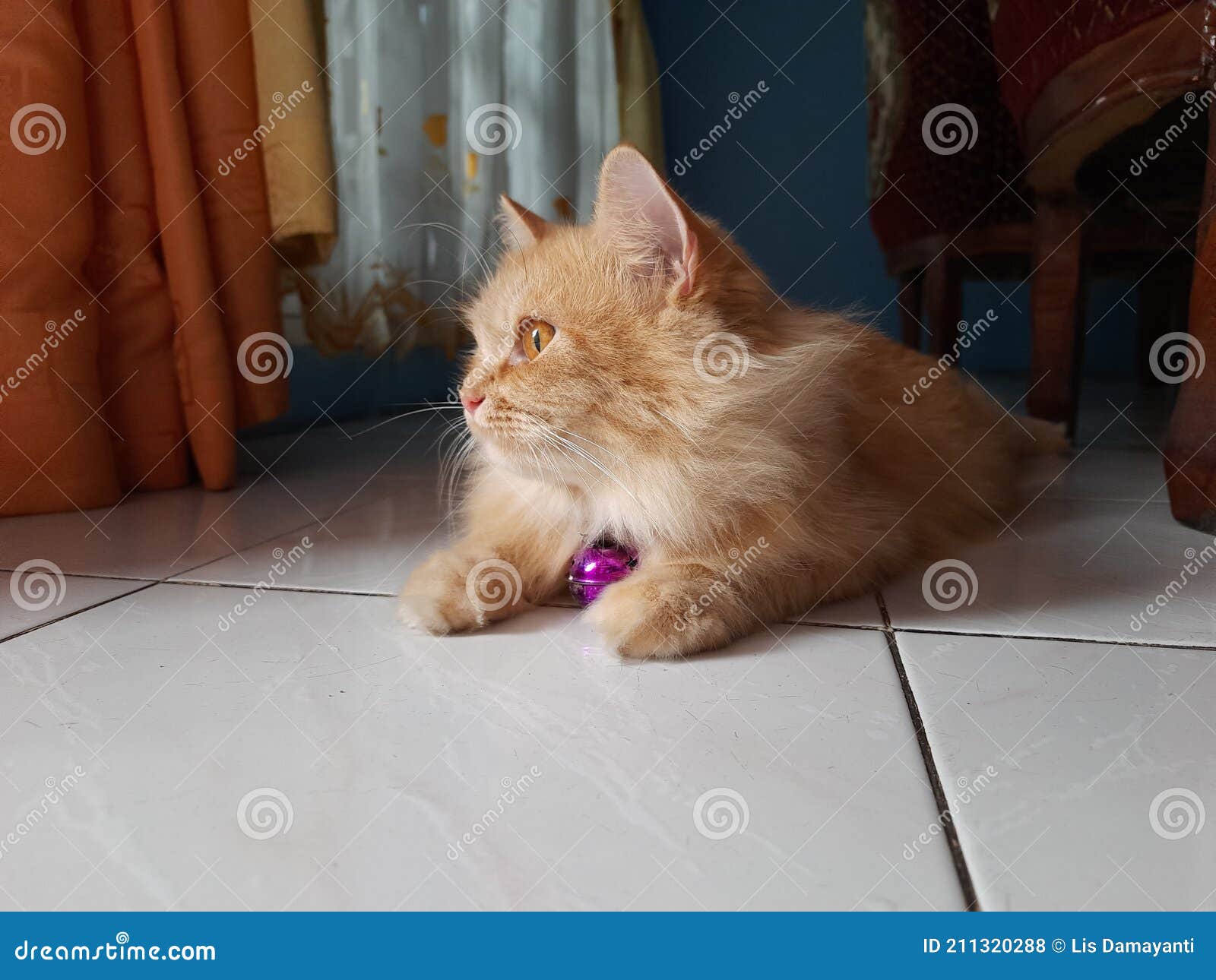 An Orange Cute Lazy Cat is Waiting for Lunch Time Stock Photo - Image ...