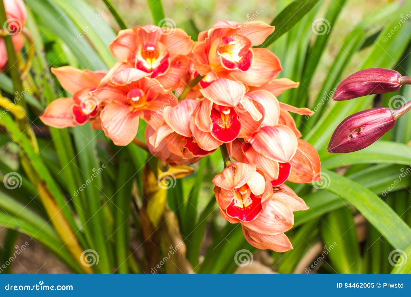 Orange cymbidium flower stock image. Image of doris, botany - 84462005