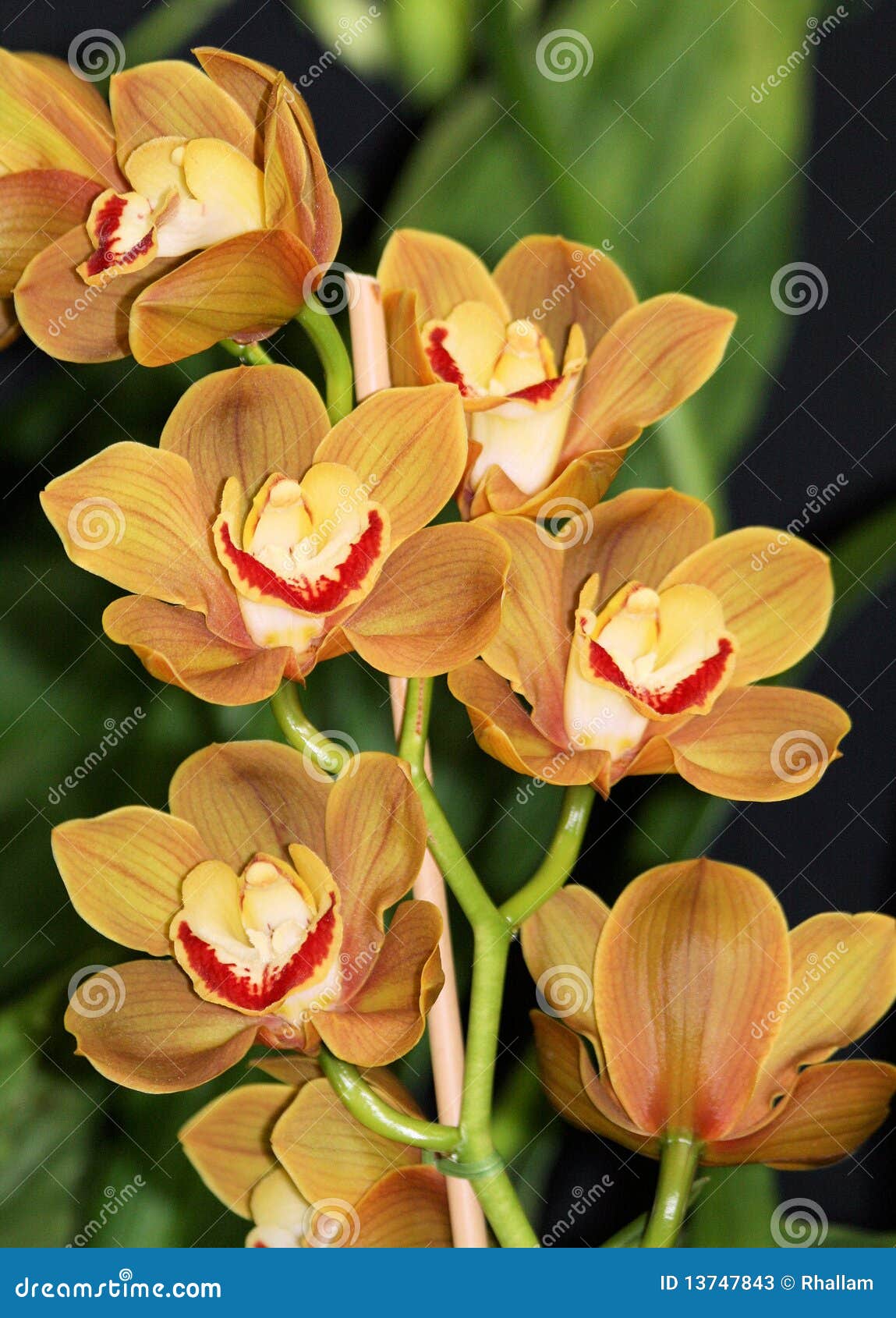 Orange Cymbidium orchids 3 stock image. Image of plant - 13747843