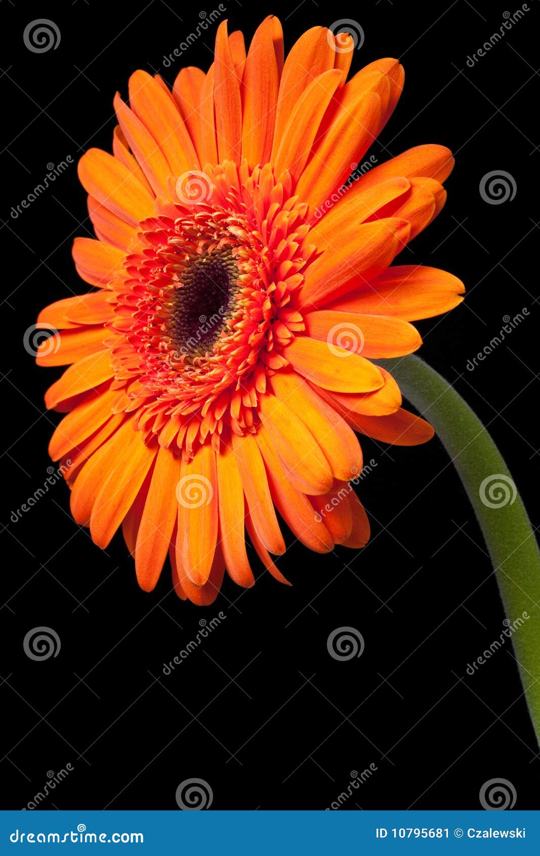 Orange daisy stock image. Image of floral, orange, cutout - 10795681 Orange daisy stock image. Image of floral, orange, cutout - 10795681