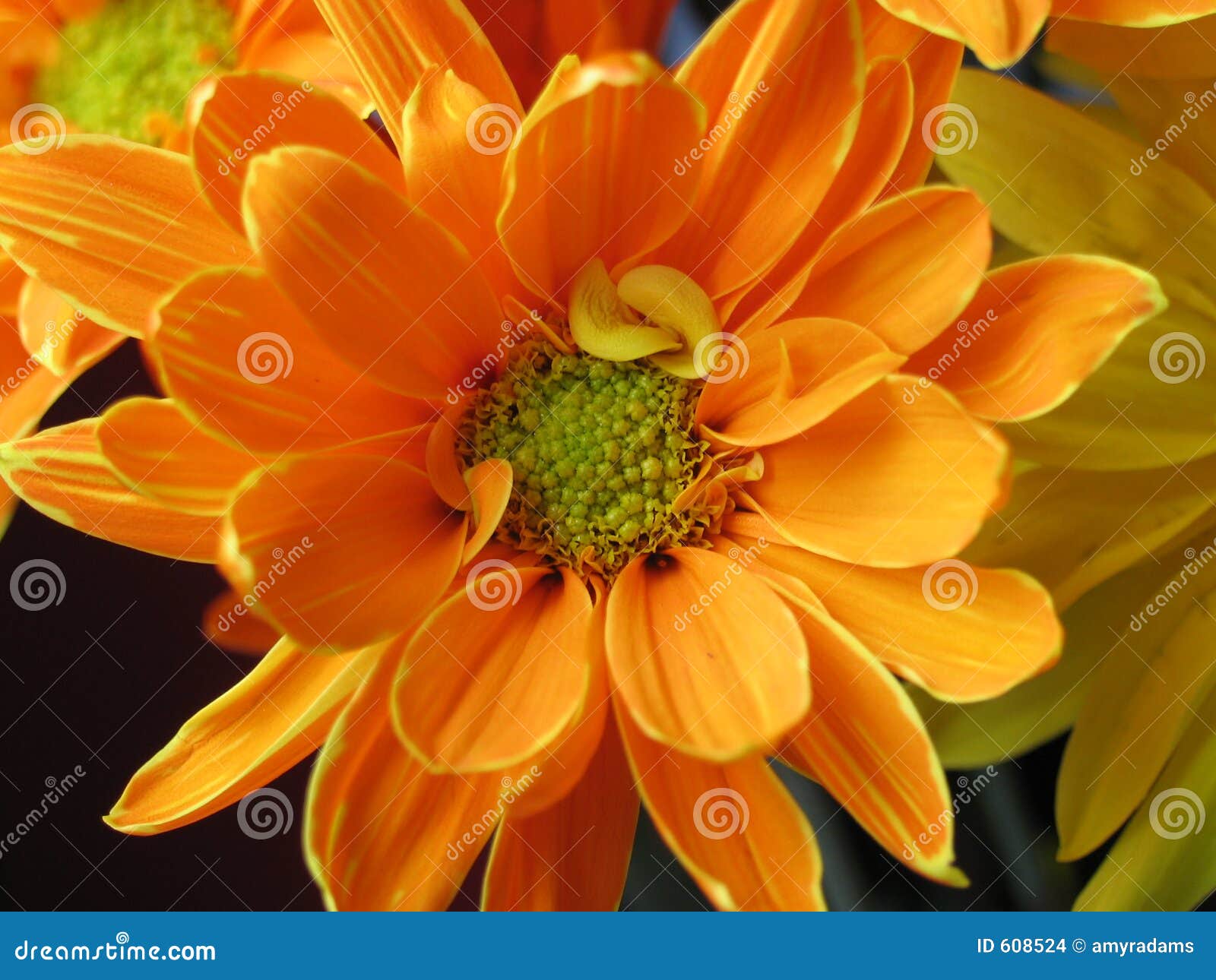 Orange Daisy stock photo. Image of floral, macro, crazy - 608524