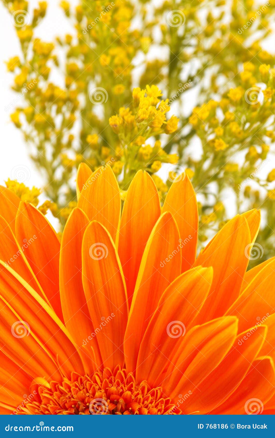 Orange daisy stock photo. Image of flowered, bloom, beauty - 768186