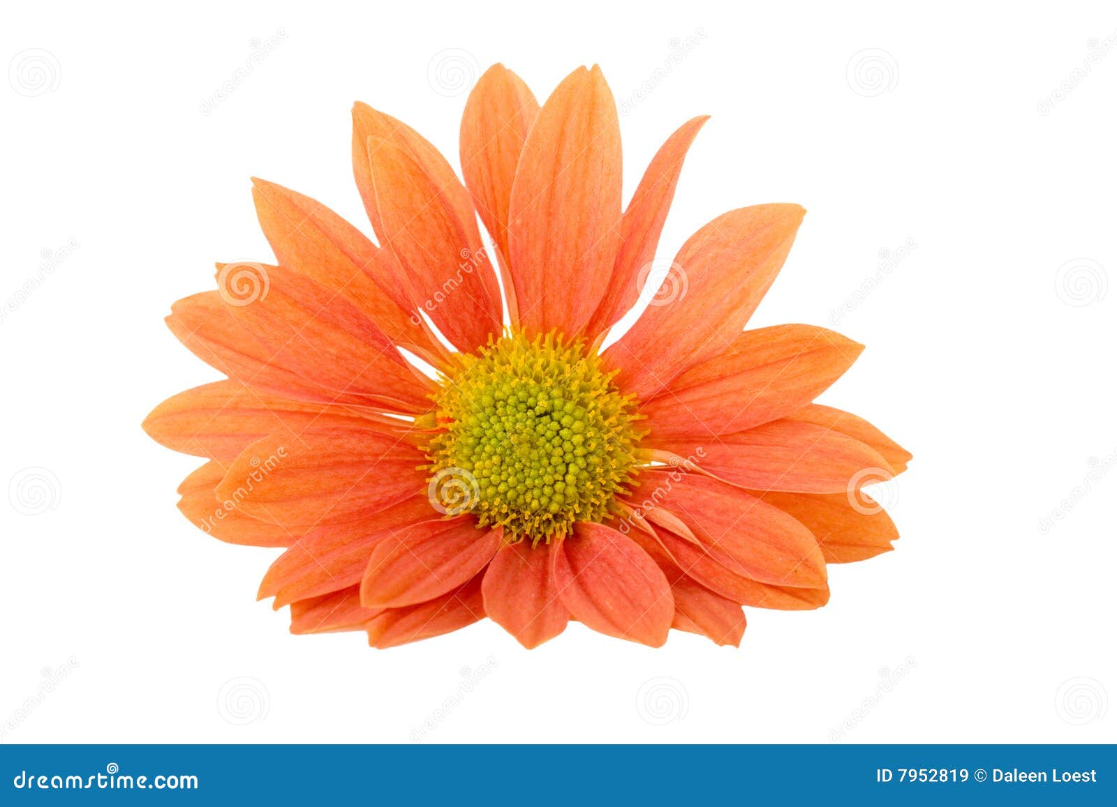 Orange daisy stock image. Image of nature, closeup, background - 7952819