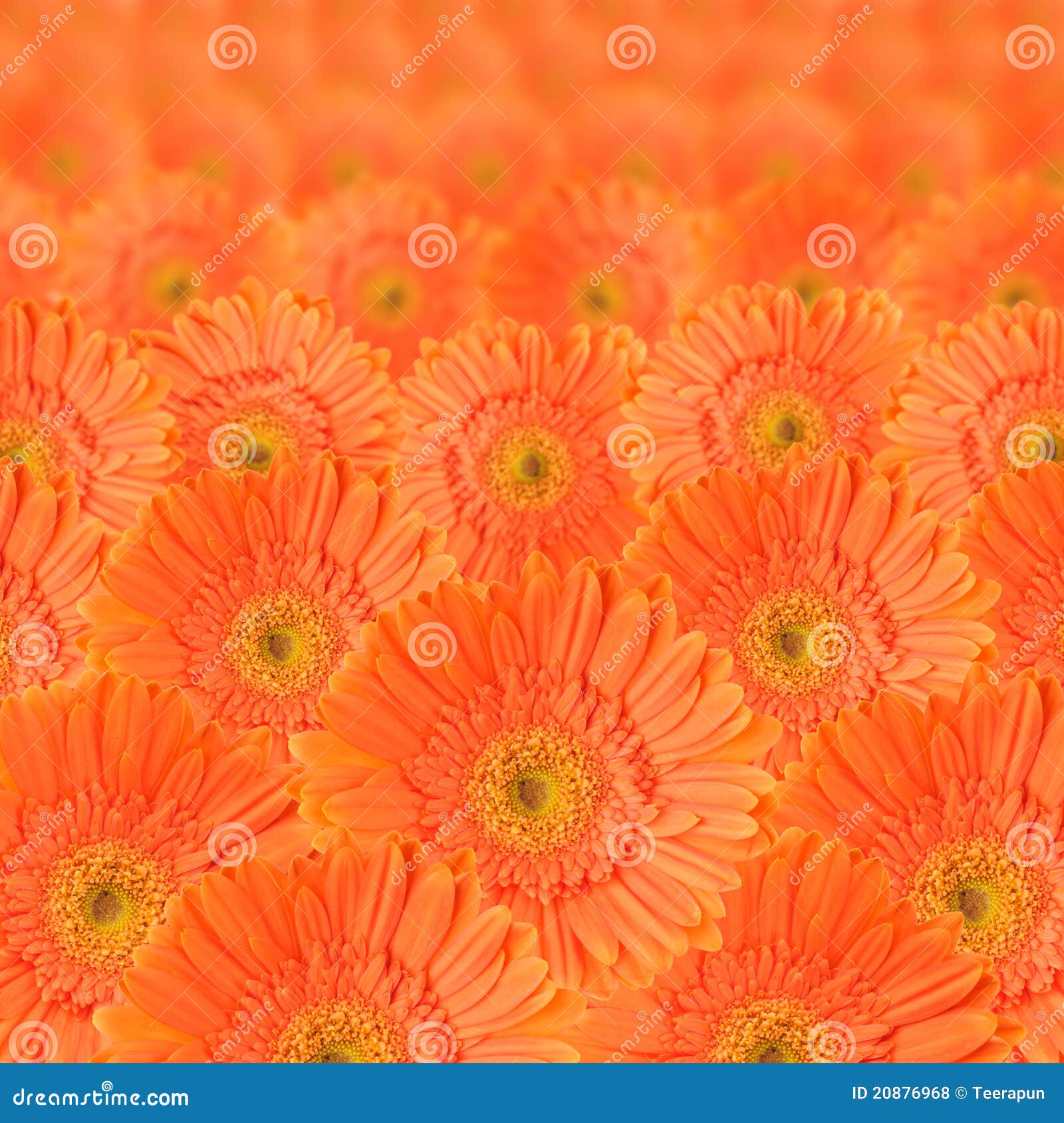 Orange daisy background stock photo. Image of floral - 20876968