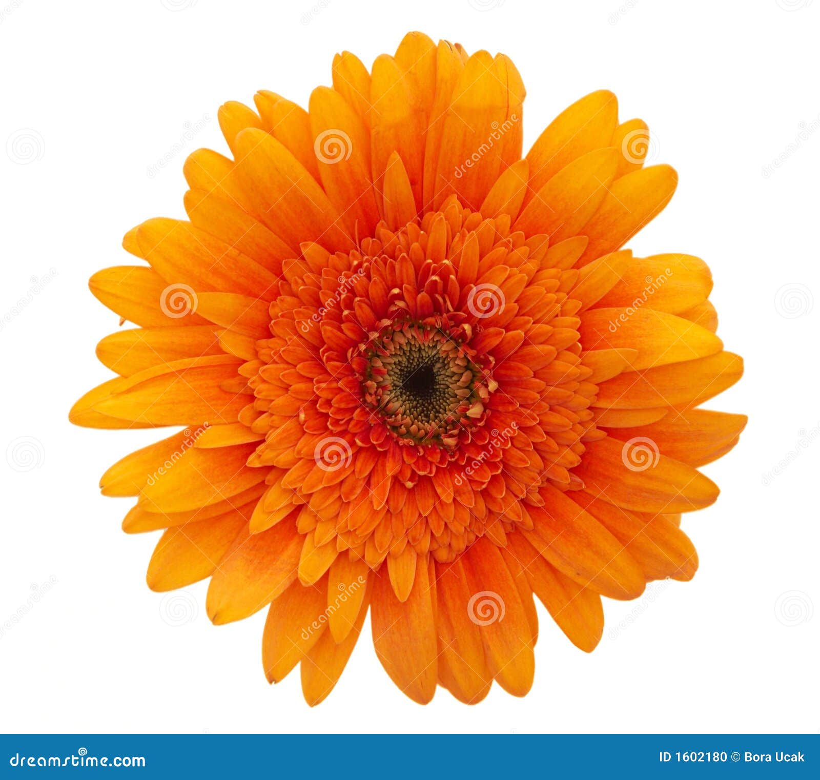 Orange daisy flower stock photo. Image of birthday, nice - 1602180 Orange daisy flower stock photo. Image of birthday, nice - 1602180