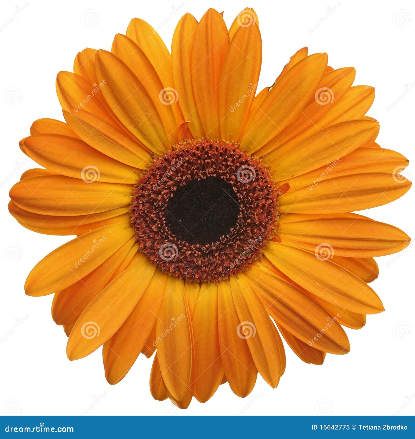 Orange daisy flower stock image. Image of macro, spring - 16642775 Orange daisy flower stock image. Image of macro, spring - 16642775