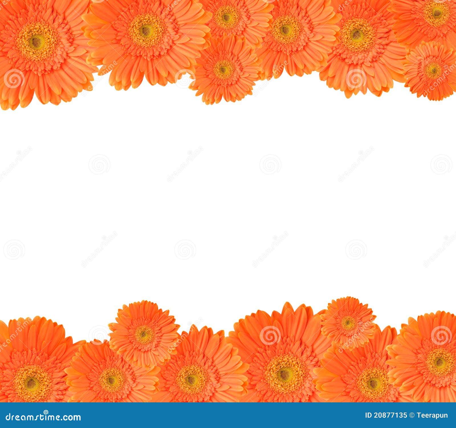 Orange daisy frame stock image. Image of bright, abstract - 20877135