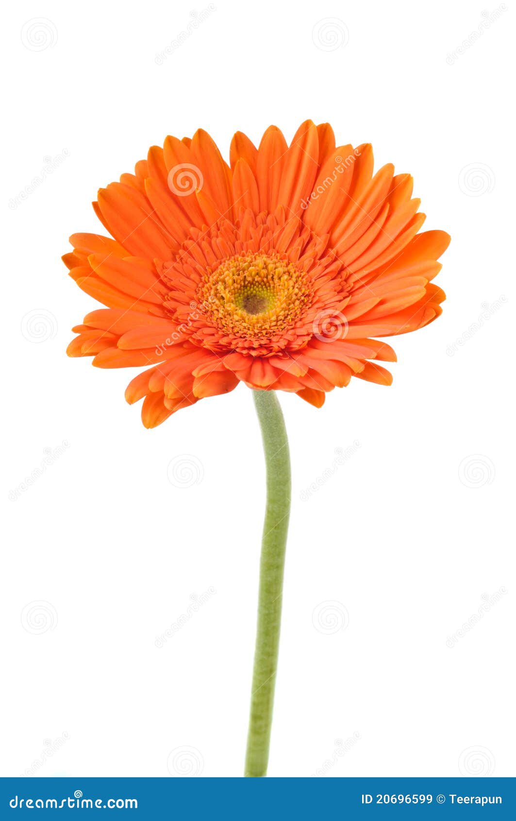Orange daisy-gerbera stock image. Image of color, orange - 20696599