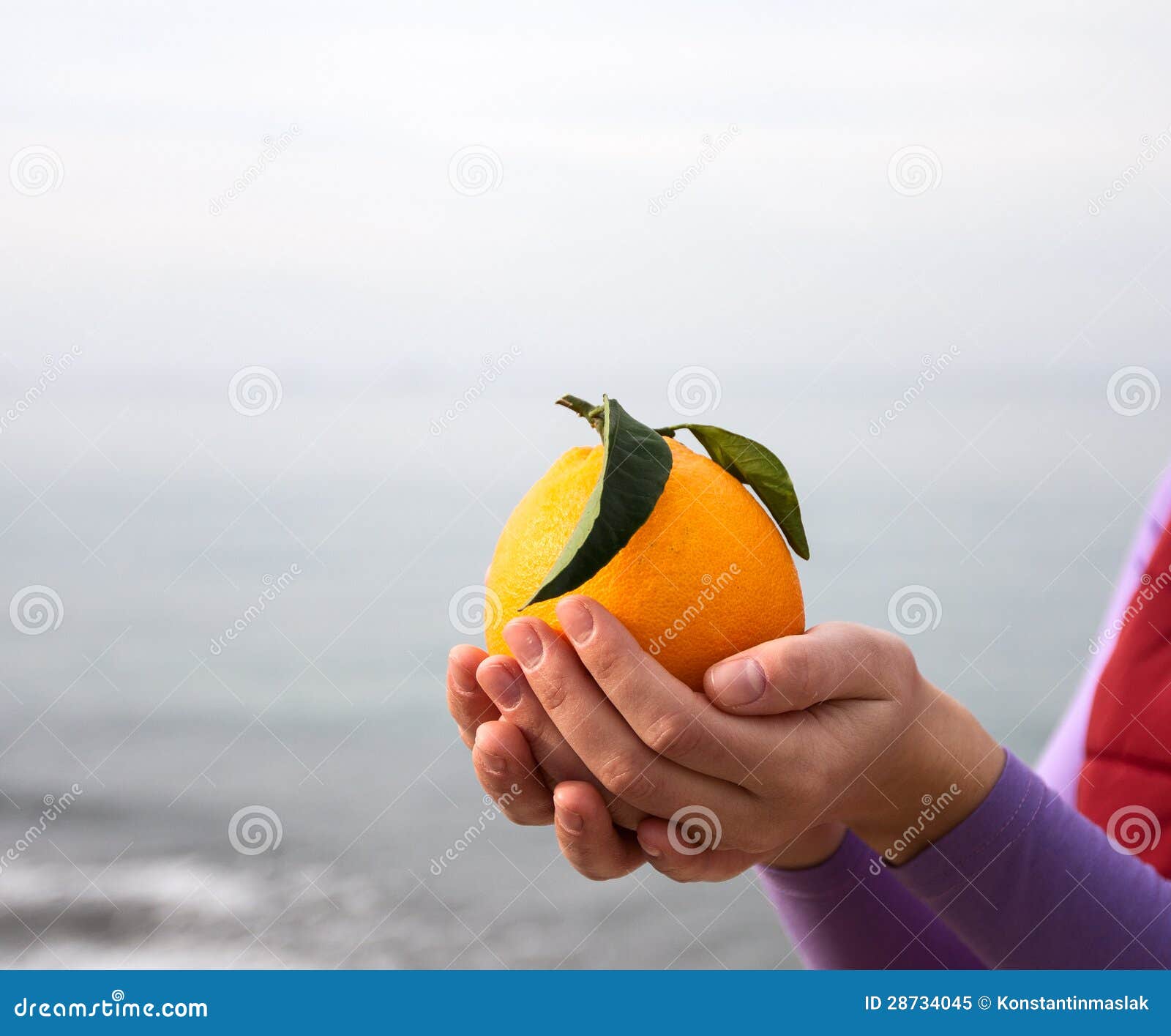 Orange Dans La Paume De La Main Image stock - Image du agriculture ...