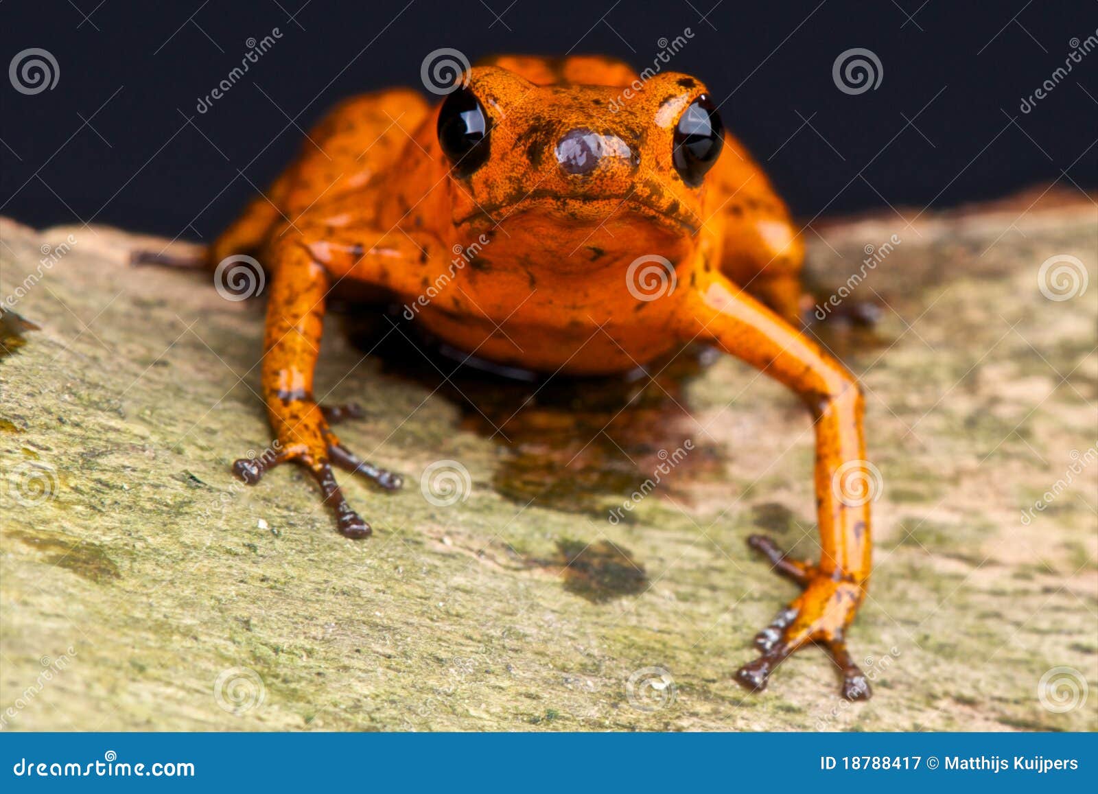Orange dart frog stock image. Image of oophaga, toxic - 18788417