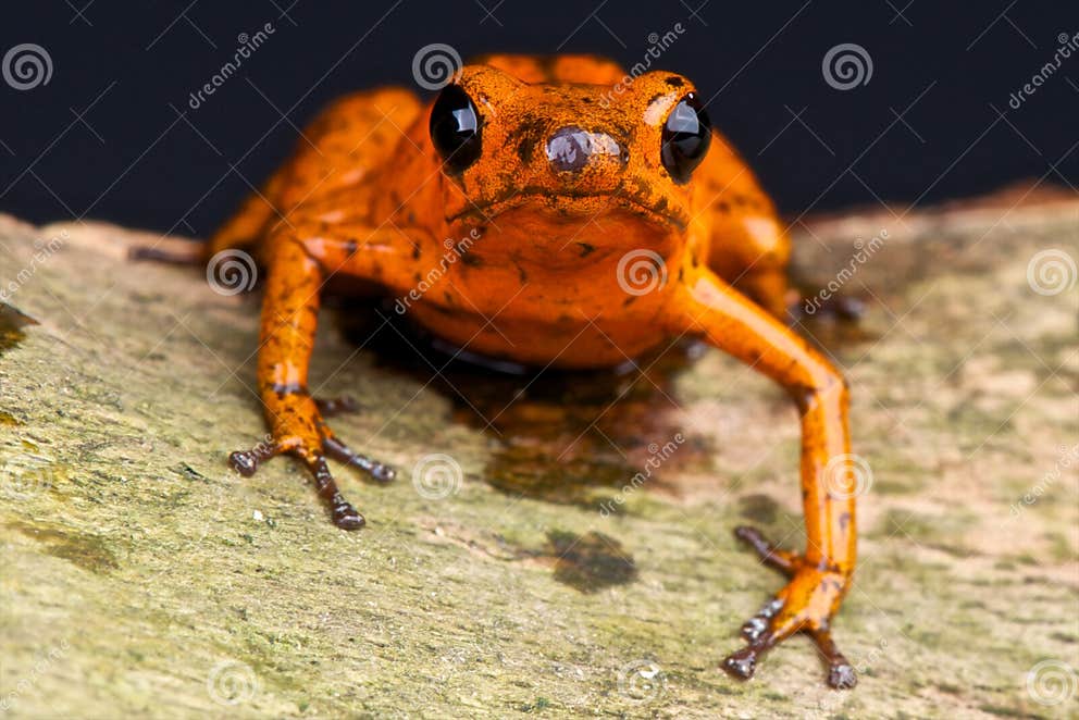 Orange dart frog stock image. Image of oophaga, toxic - 18788417