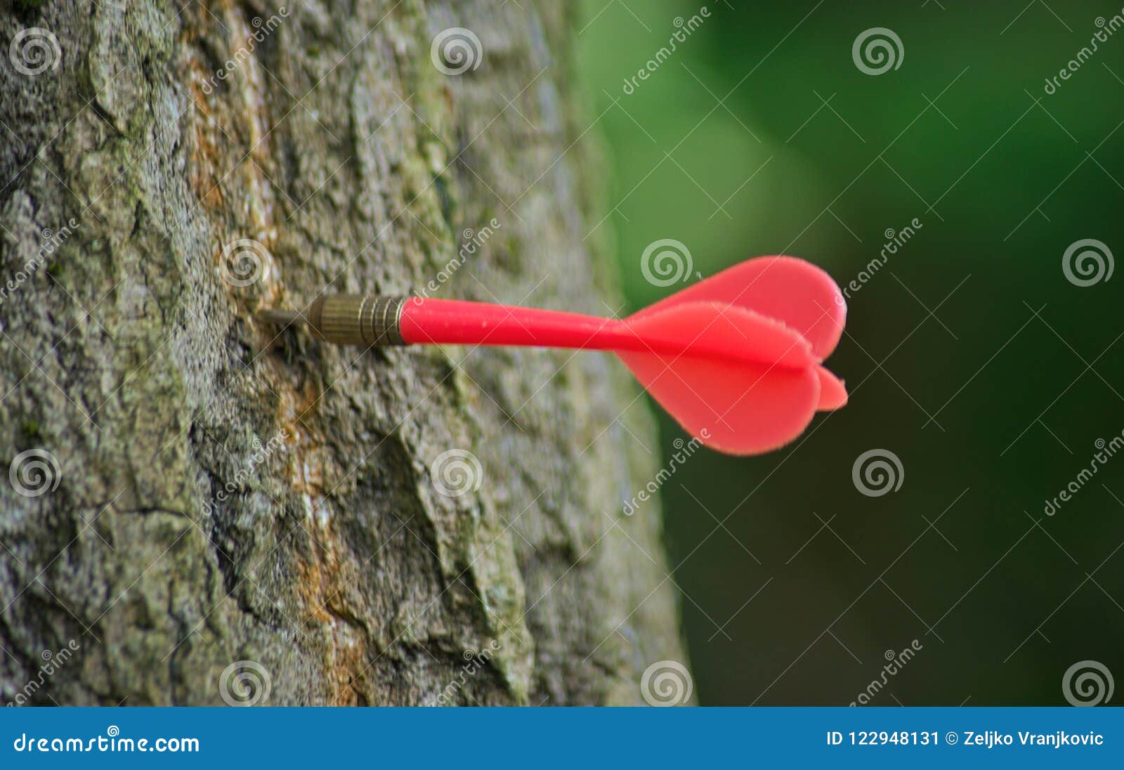 Orange Dart Stick in Tree Trunk, Closeup Stock Image - Image of direct ...