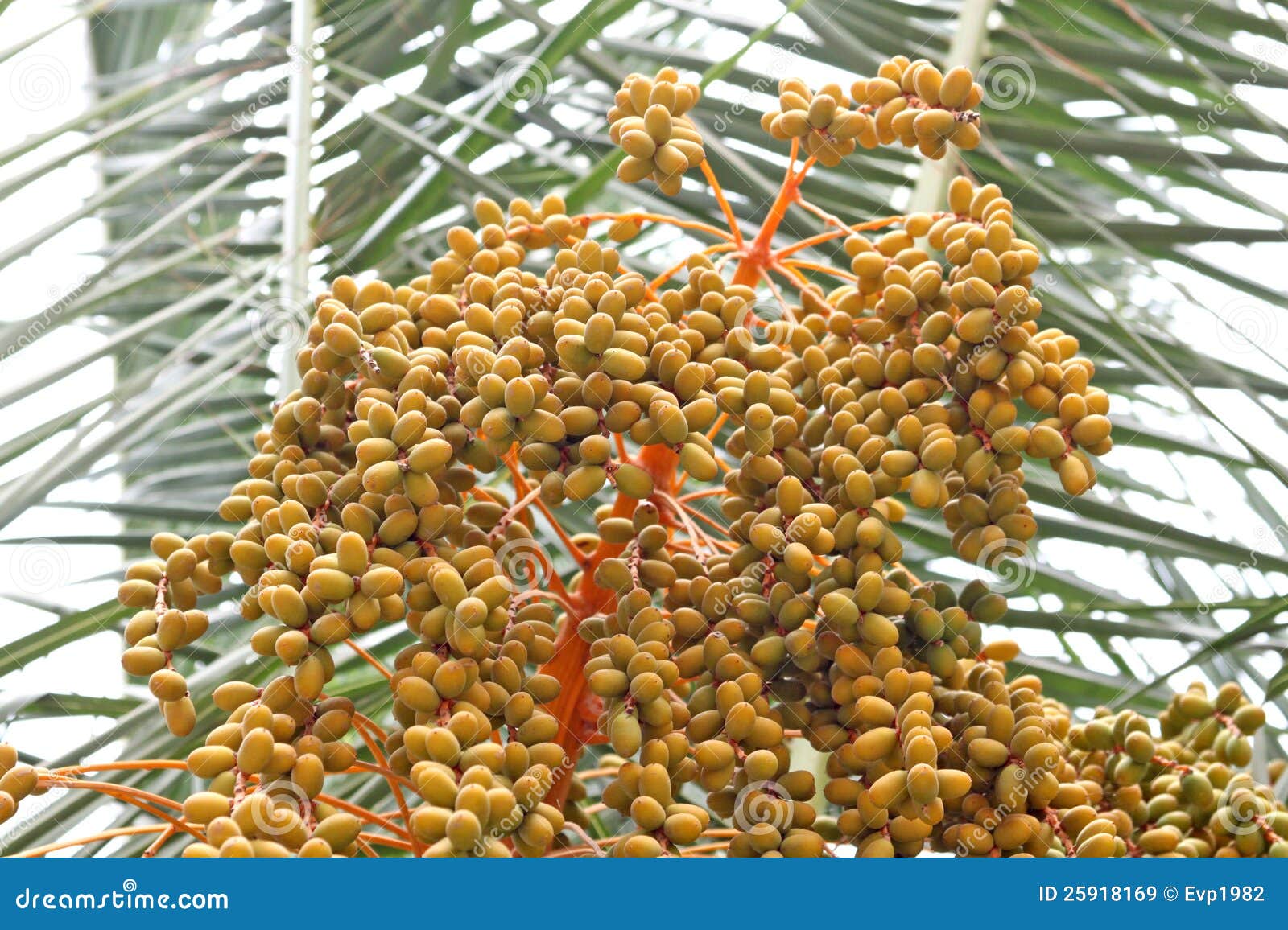 The orange dates stock image. Image of arabian, detail - 25918169
