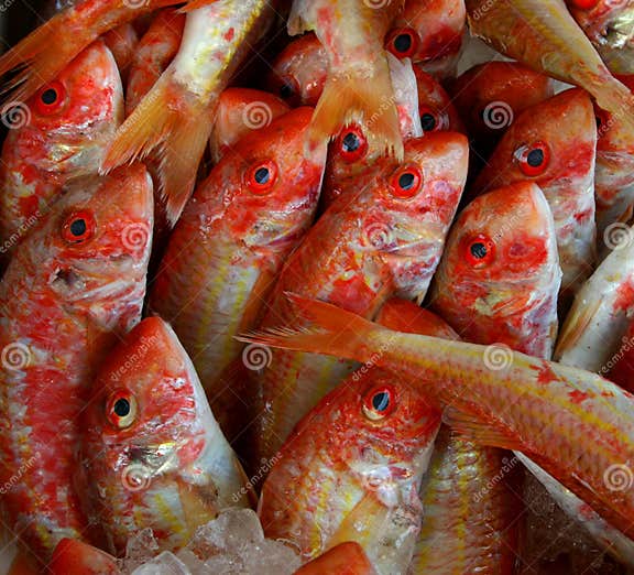 Orange de poissons photo stock. Image du congelé, orange - 7000072