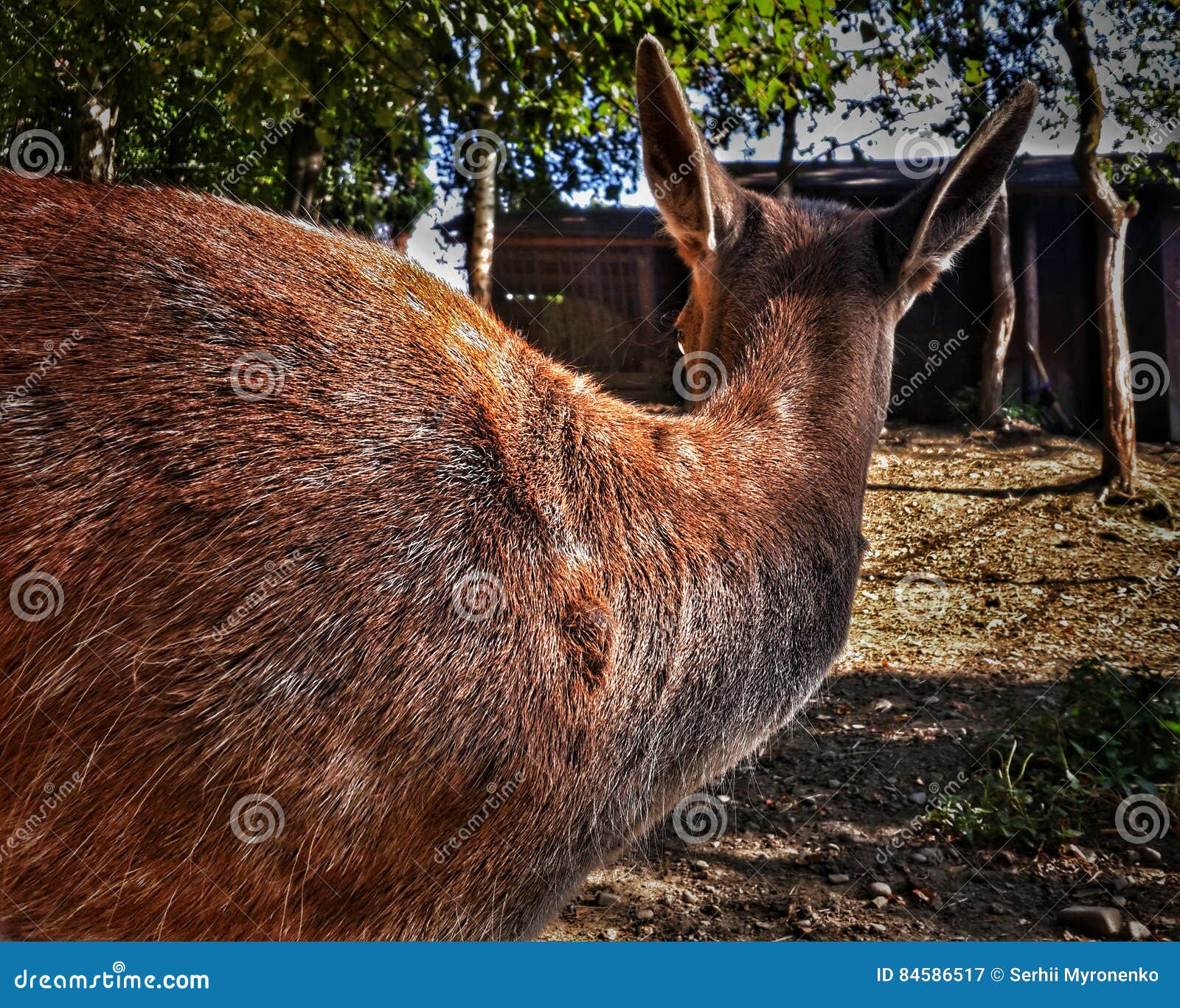 Orange deer from back stock image. Image of brown, nature - 84586517
