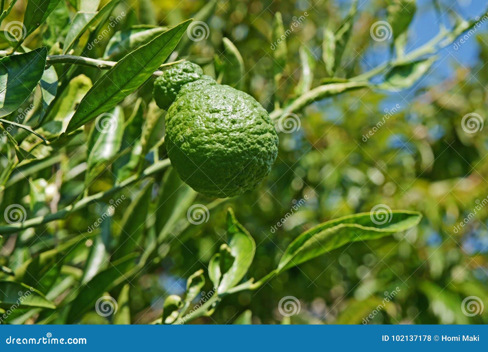 Orange dekopon tree stock photo. Image of group, mandarin - 102137178