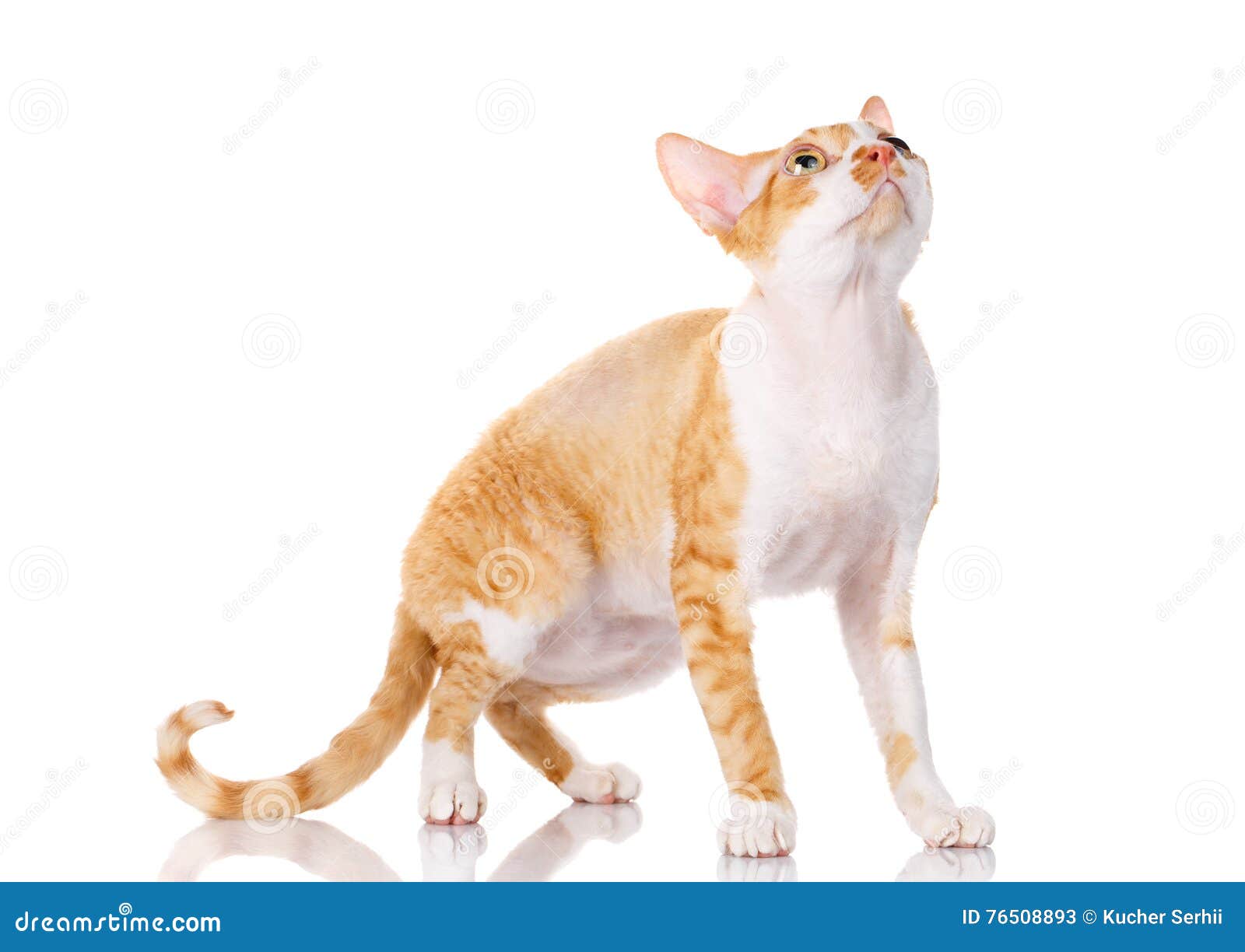 Orange Devon Rex Cat with Big Ears Looking Up on White Background Stock ...