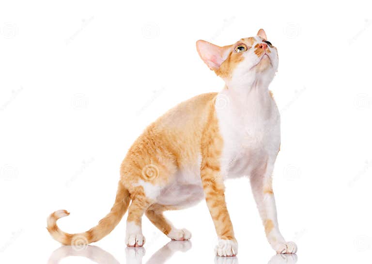 Orange Devon Rex Cat with Big Ears Looking Up on White Background Stock ...