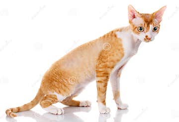Orange Devon Rex Cat with Big Ears on White Background Stock Image ...