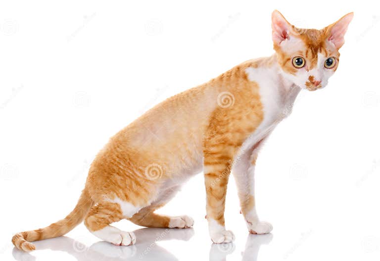 Orange Devon Rex Cat with Big Ears on White Background Stock Image ...