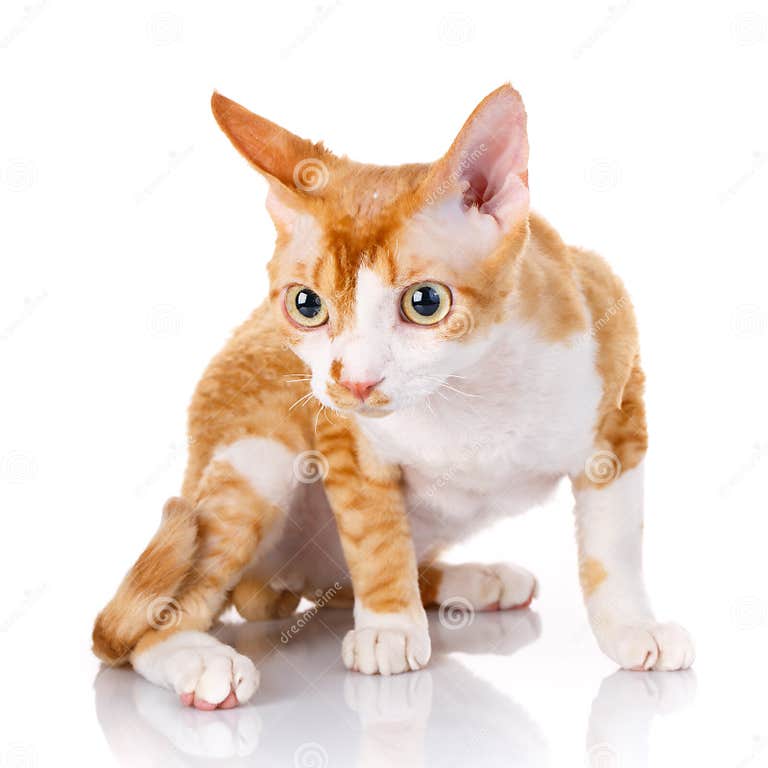 Orange Devon Rex Cat with Big Ears on White Background Stock Image ...