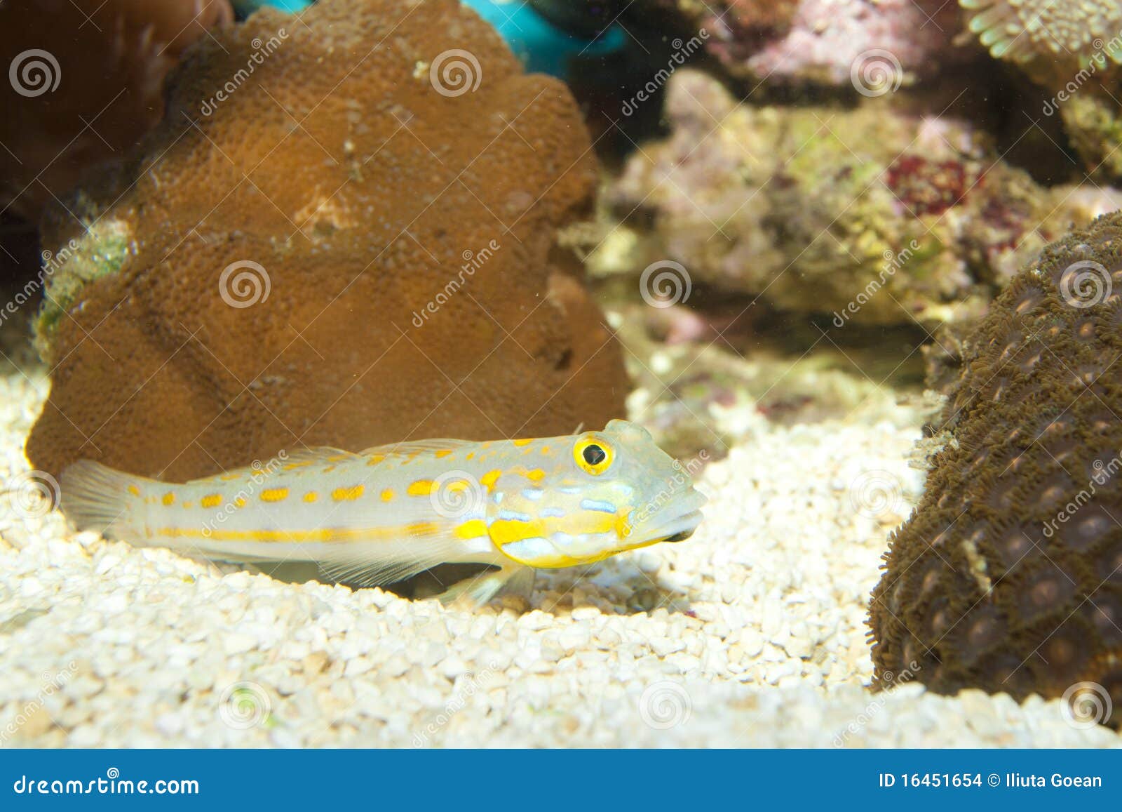 Orange Diamond Goby stock photo. Image of fish, water - 16451654