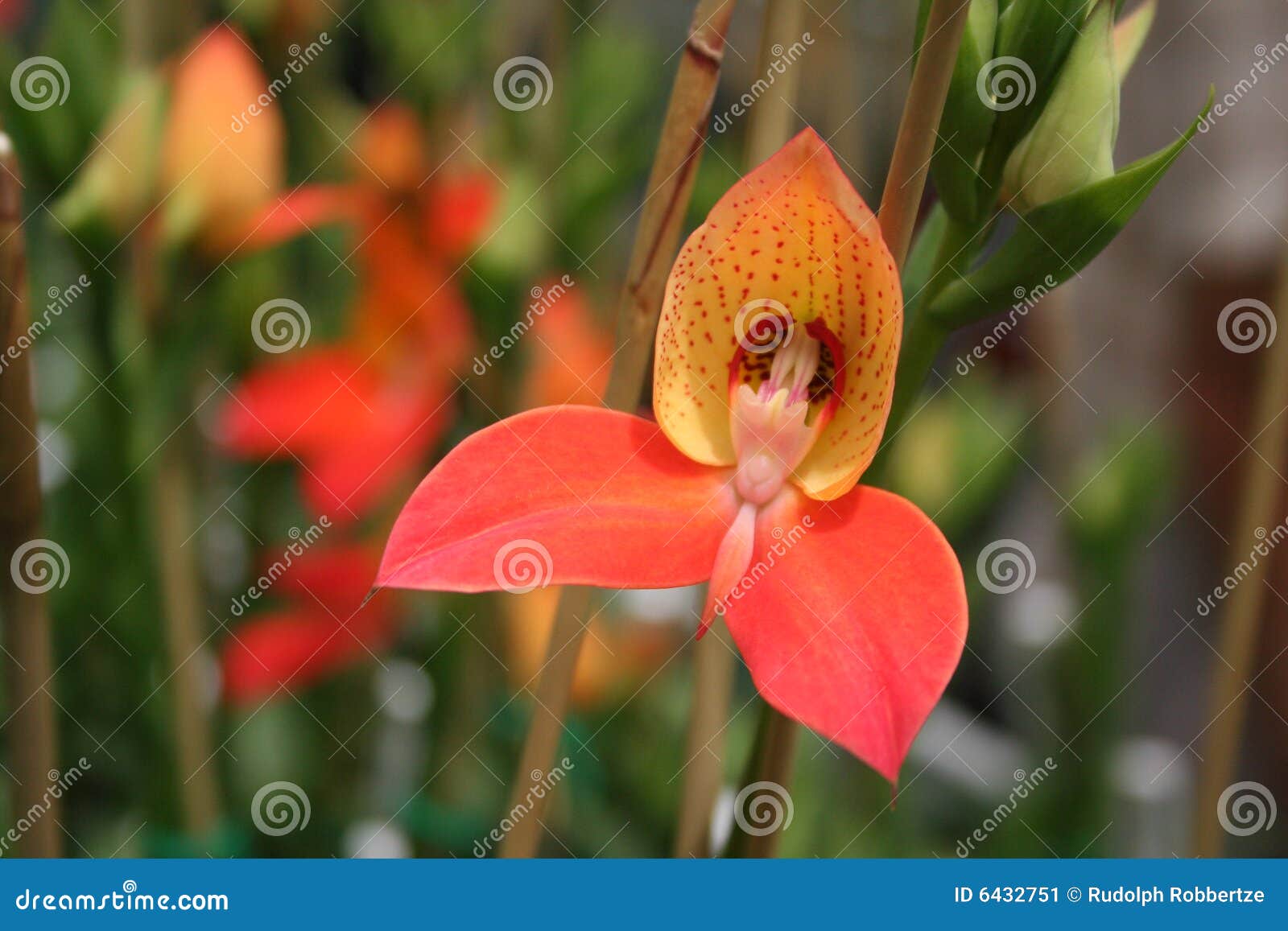 Orange disa orchid stock image. Image of macro, disa, striking - 6432751