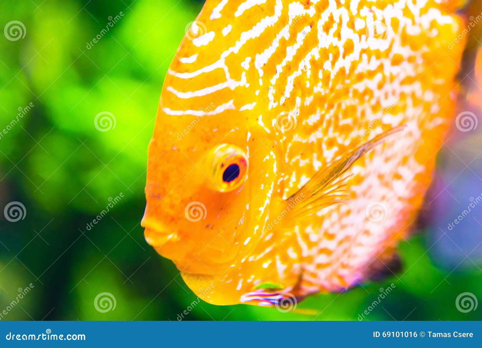 Orange Discus Fish In Aquarium Stock Photo | CartoonDealer.com #69101016
