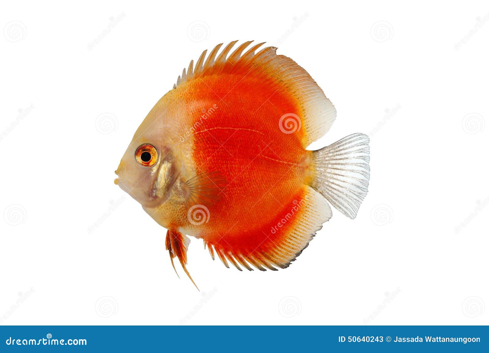 Orange Discus Fish Isolated on White Background Stock Image - Image of ...