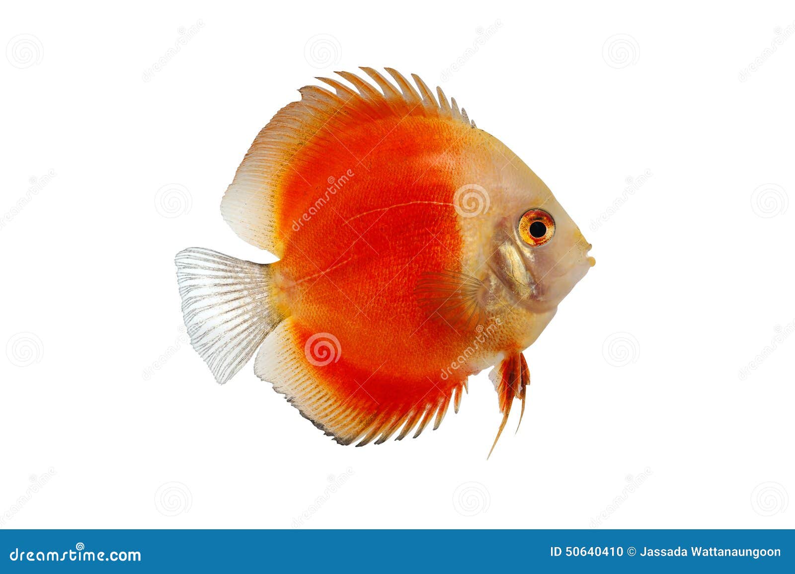Orange Discus Fish Isolated on White Background Stock Photo - Image of ...