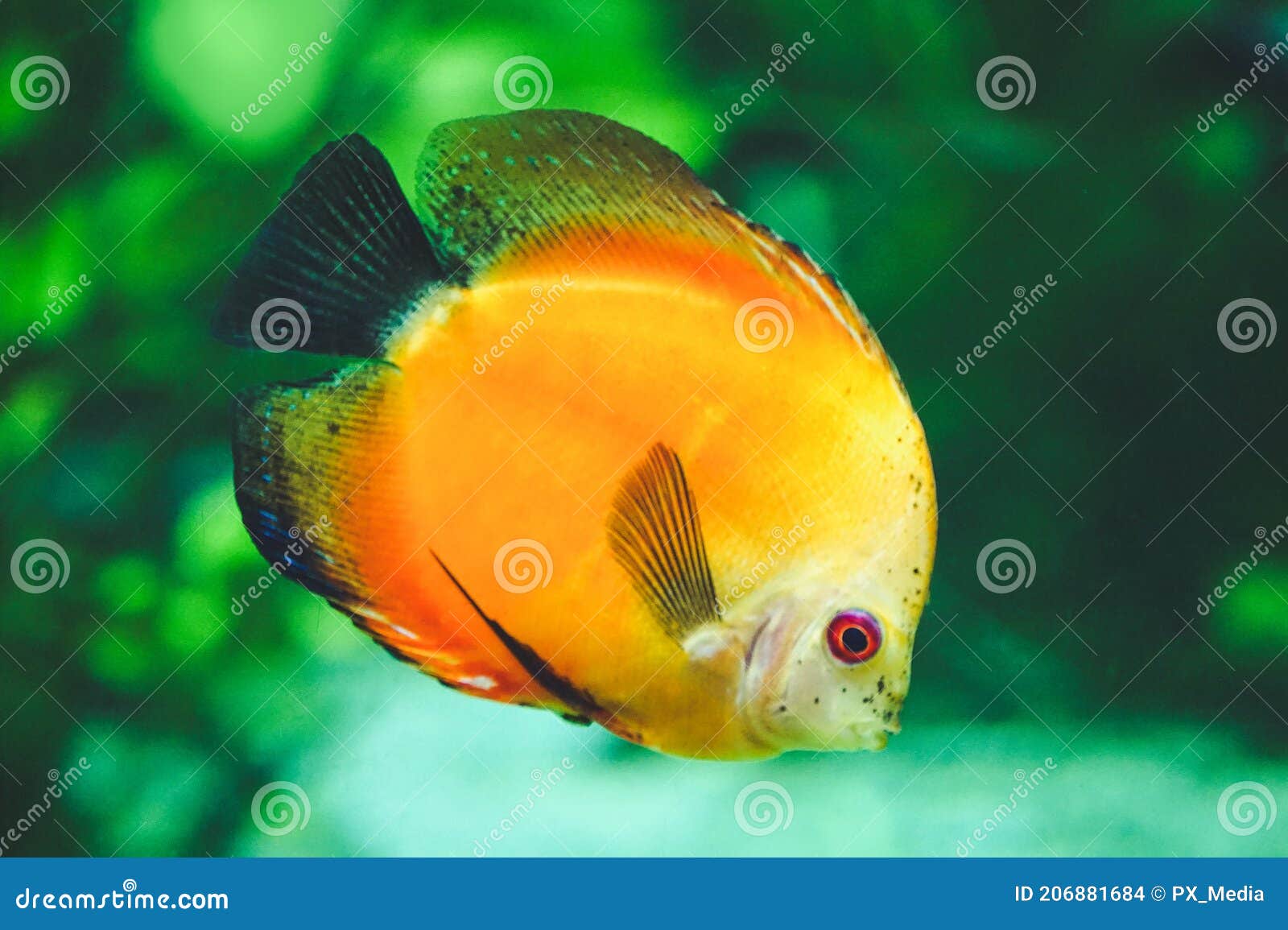 Orange Discus Fish - Side View Stock Photo - Image of photograph ...