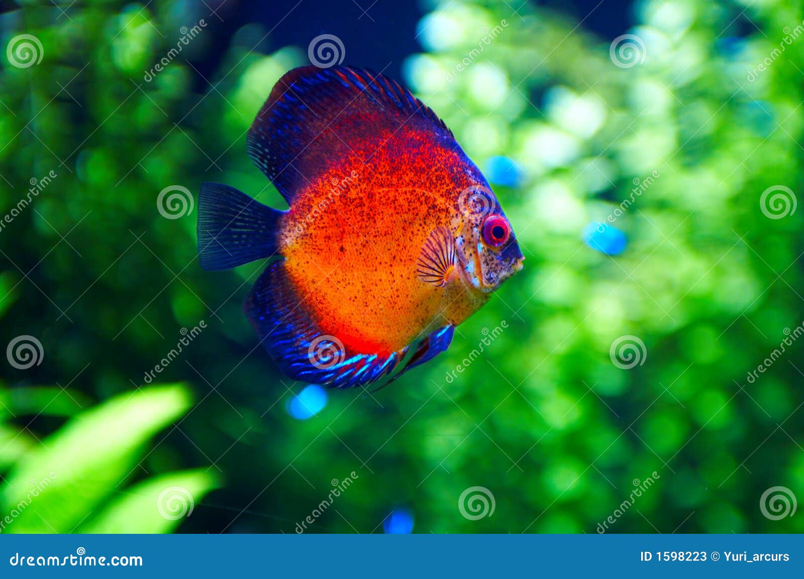 Orange Discus or Symphysodan Discus Stock Image - Image of rare ...