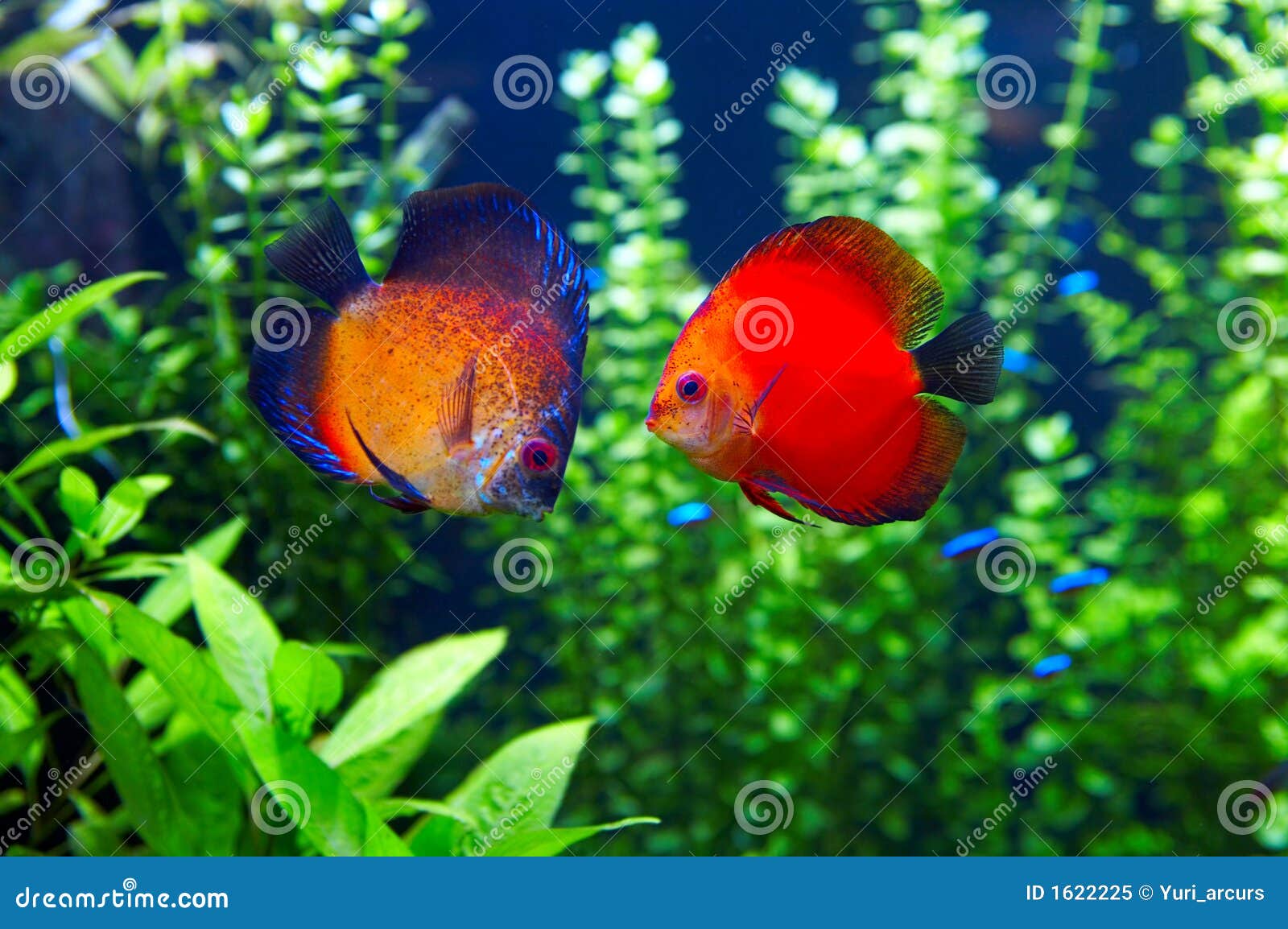 Orange Discus or Symphysodan Discus Stock Image - Image of living ...