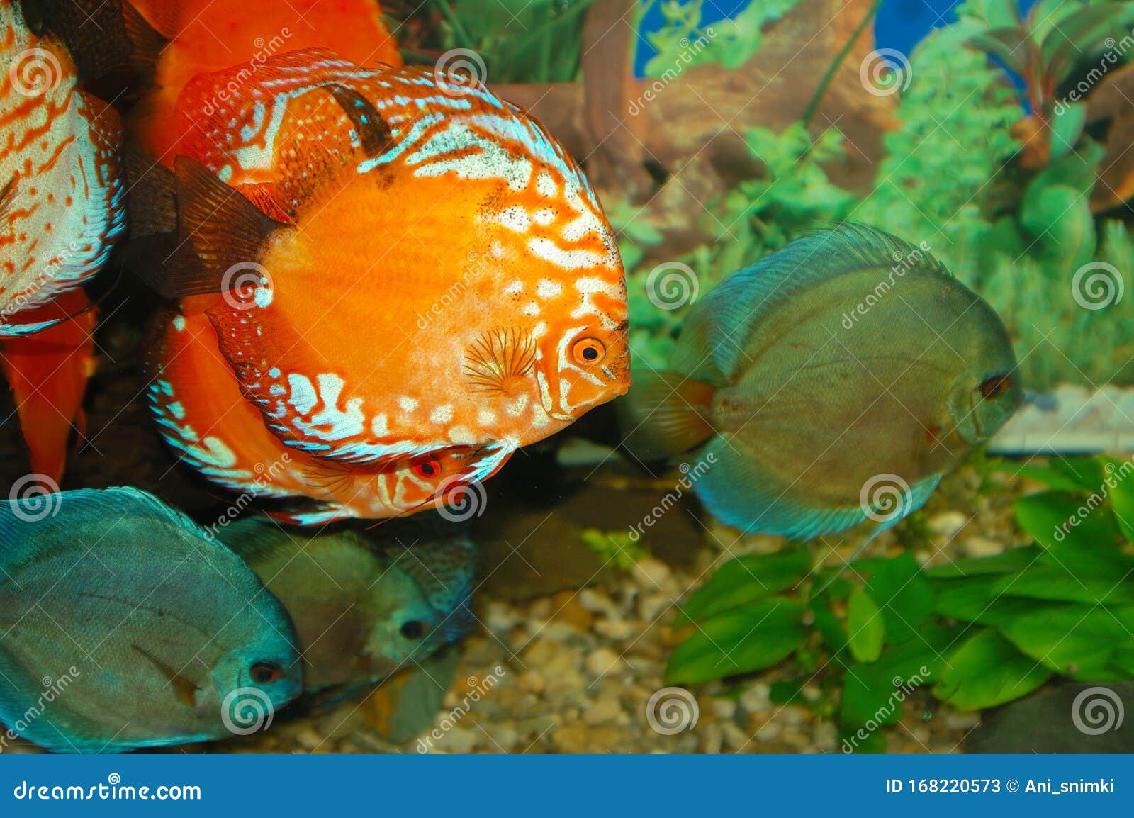 Orange Discus Fish in an Aquarium Stock Image - Image of animal, swim ...