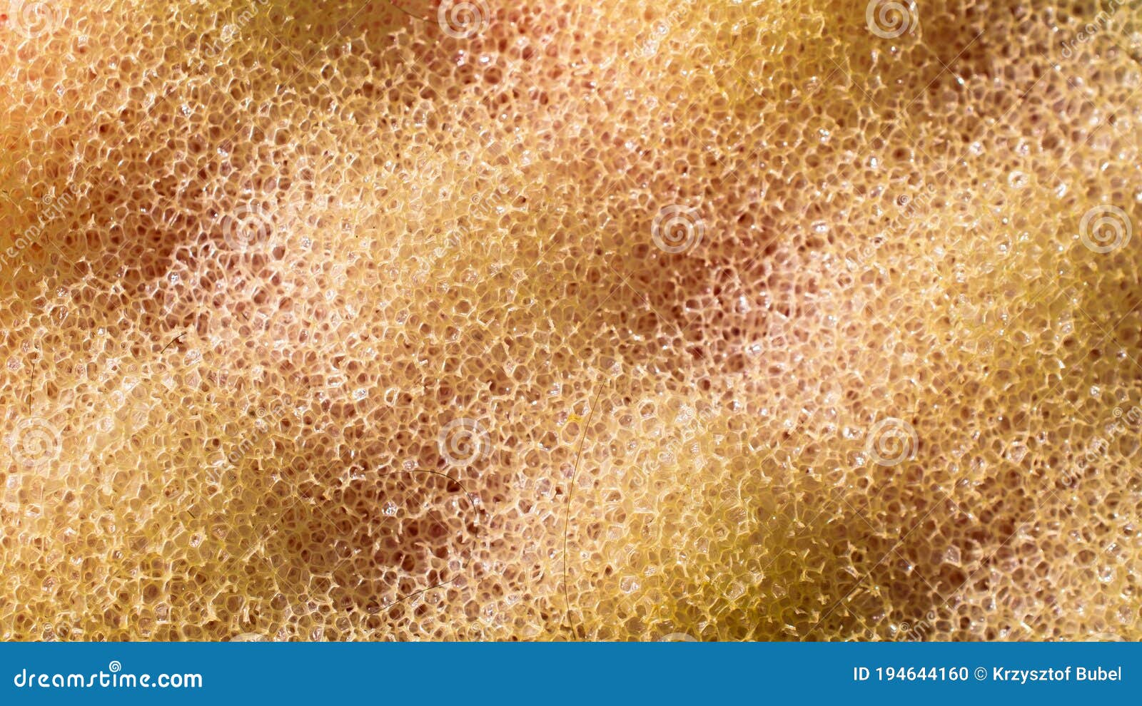 An Orange Dishwashing Sponge with Visible Details. Background Stock ...