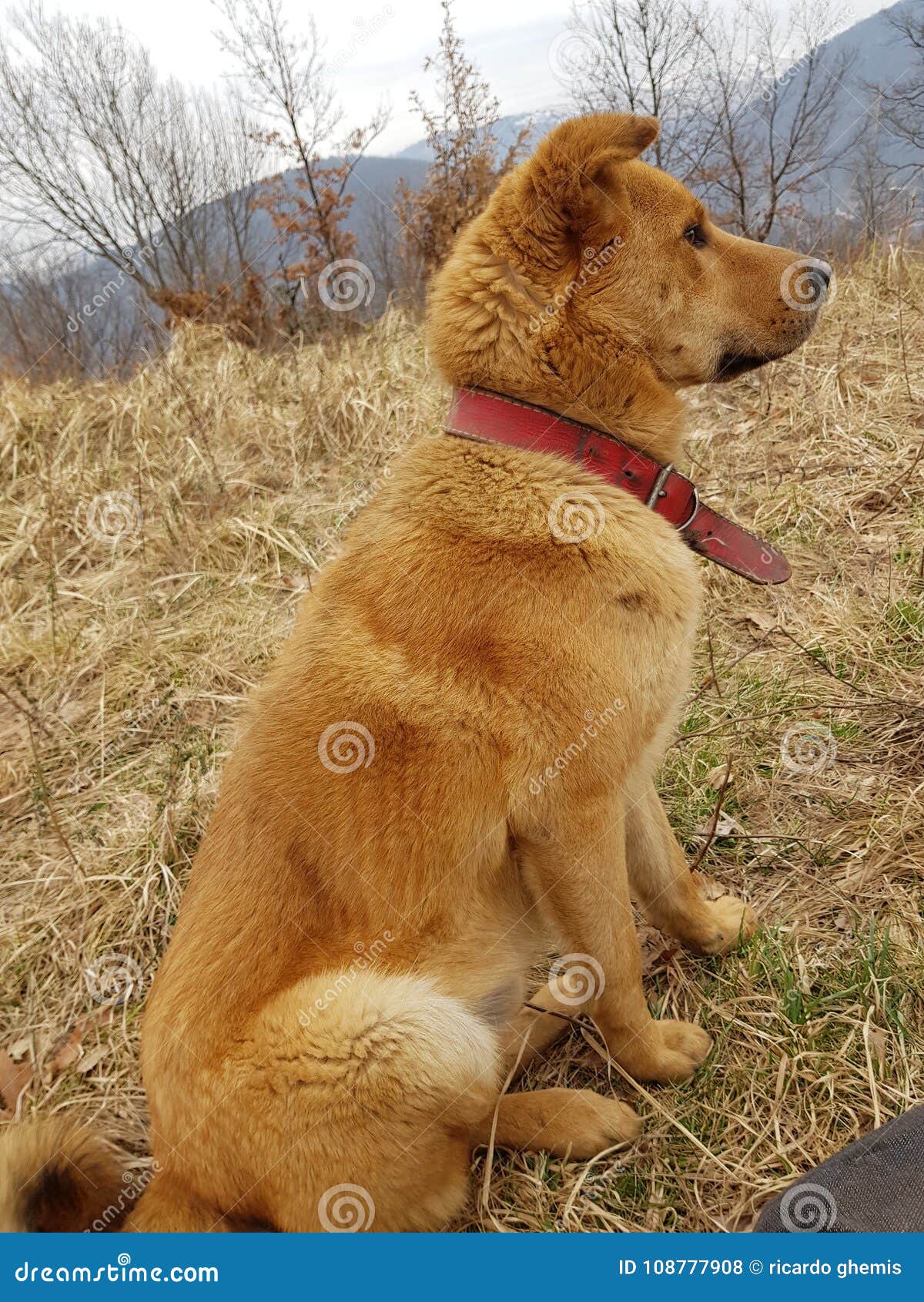 Orange dog stock photo. Image of animals, nature, orange - 108777908