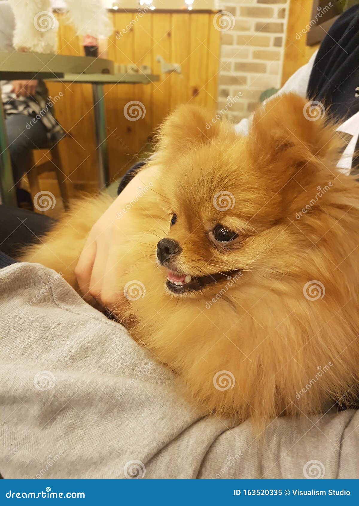 An Orange Dog is Sleeping on His Employer`s Lap Stock Image - Image of ...
